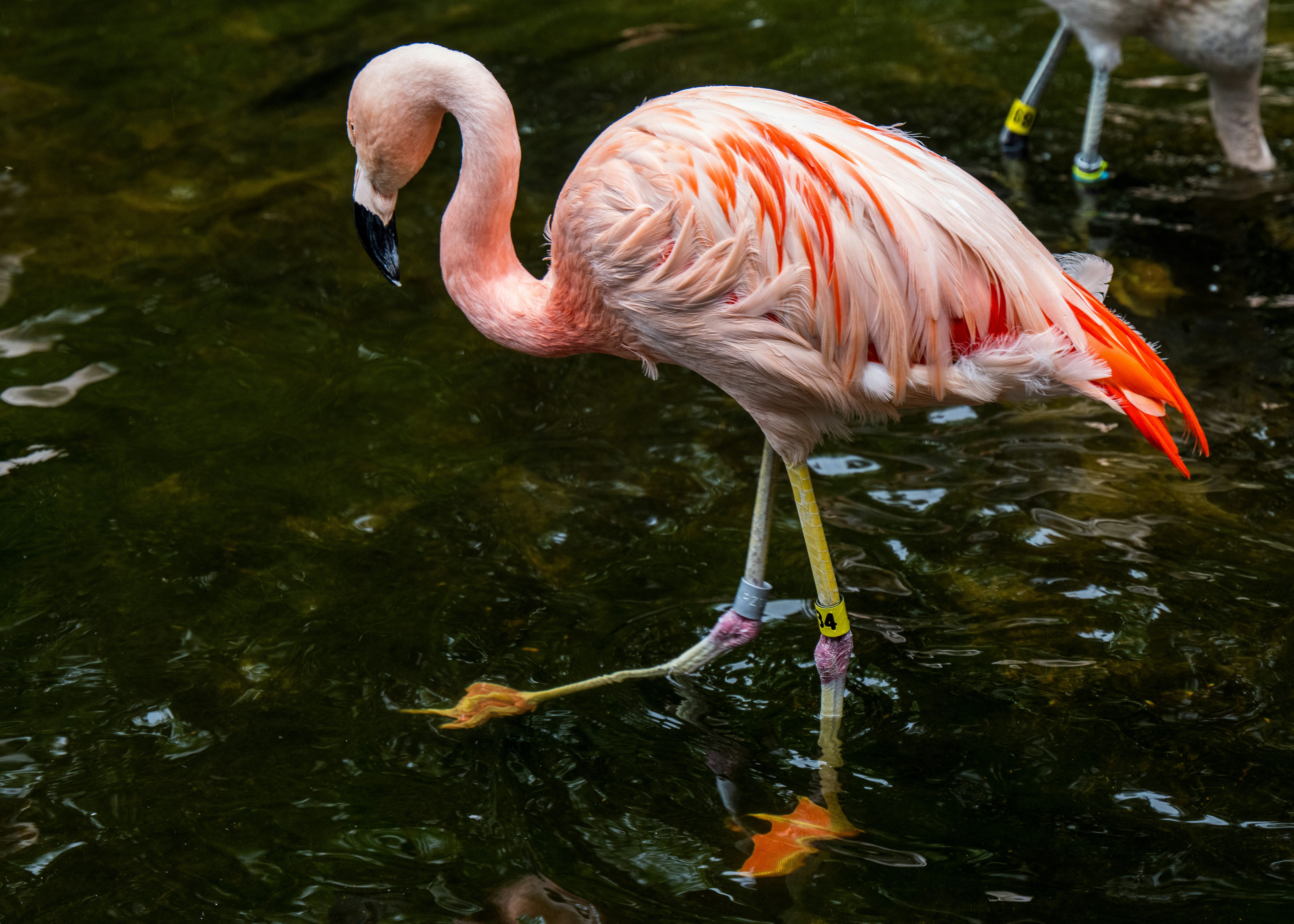 Flamingo in Mudflat Light, a Soaring Pink Profile