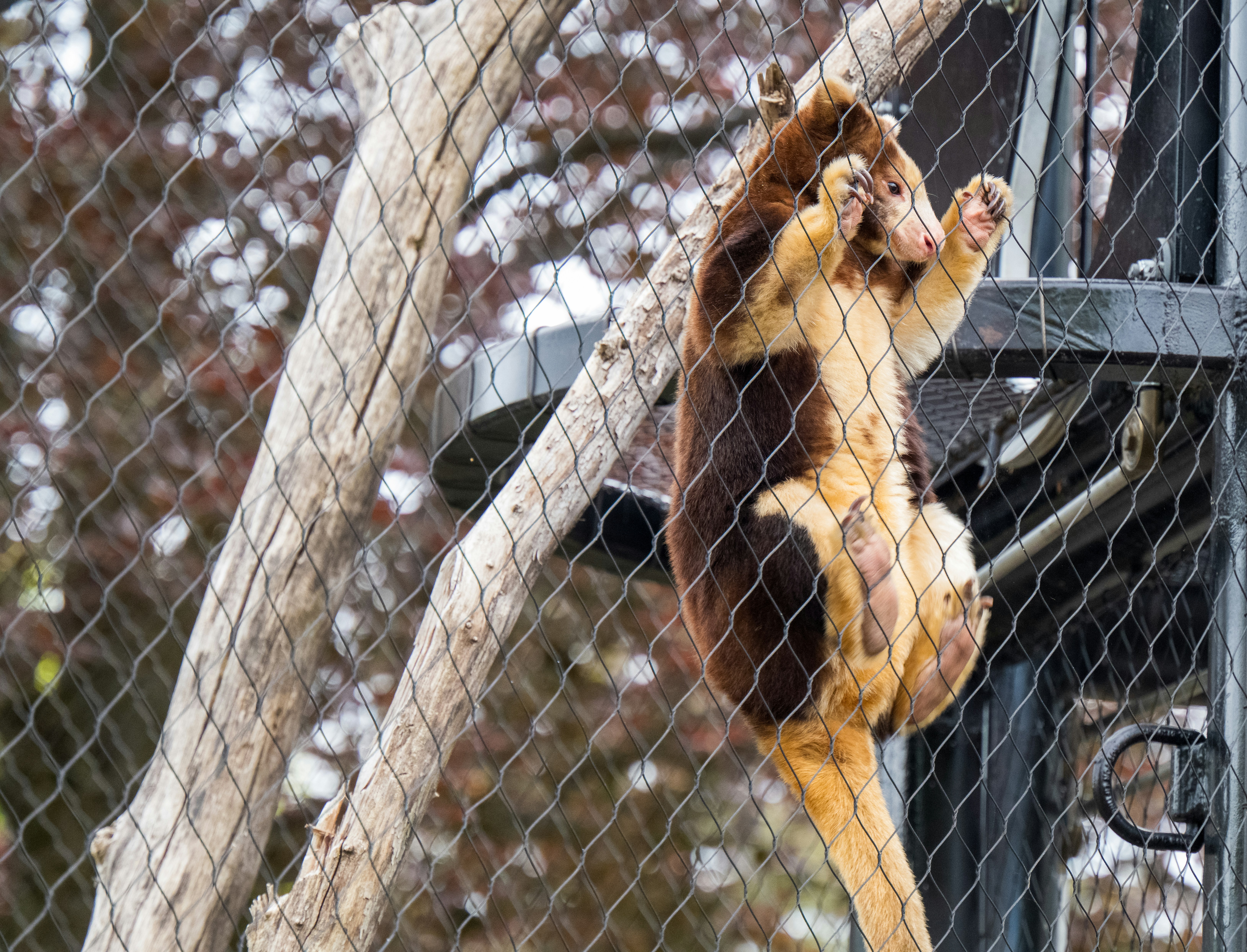 Golden Rhesus Cling: A Mochi-Matched Climber Grips the Enclosure