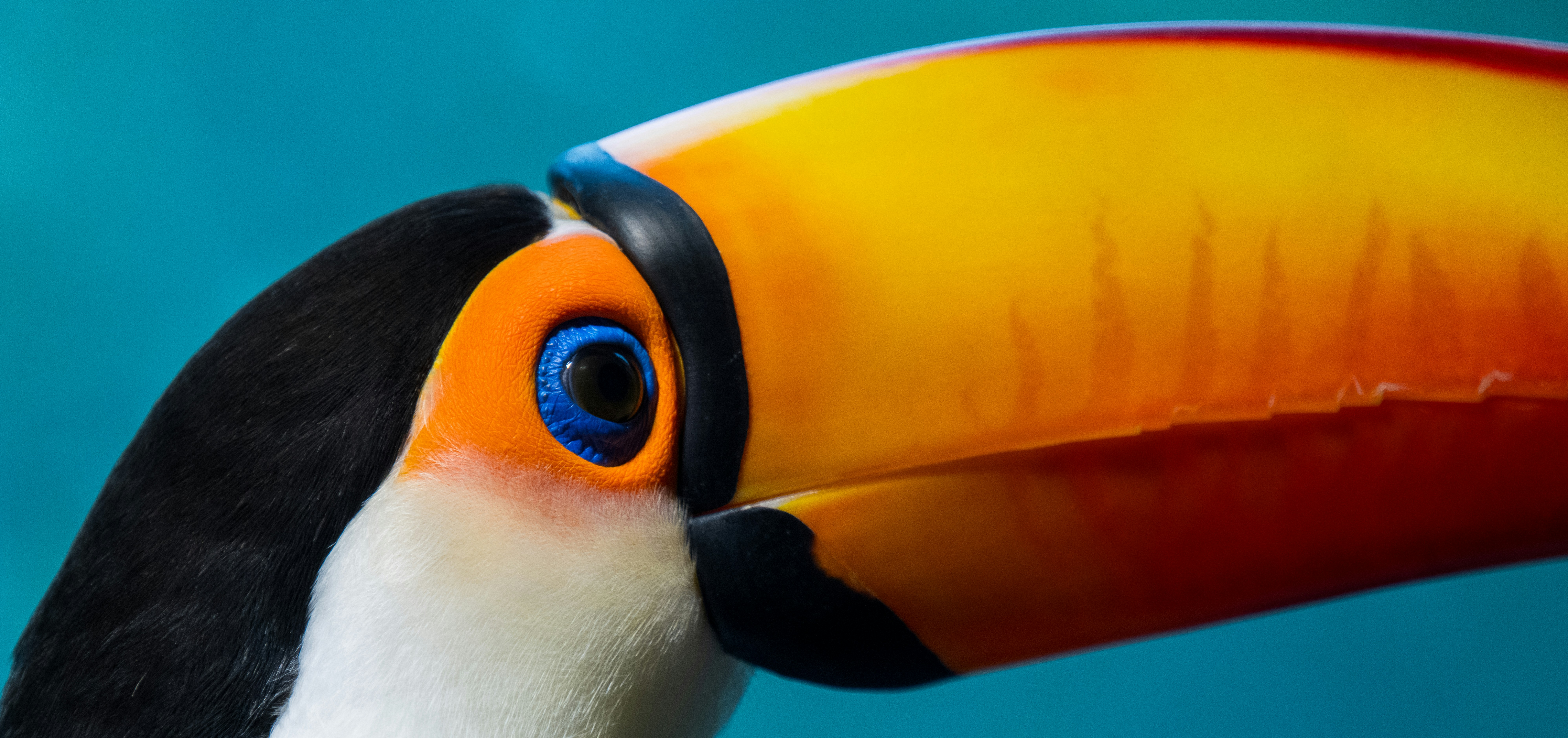 The Toll of Color: A Toucan's Vibrant Beak in Sharp Focus