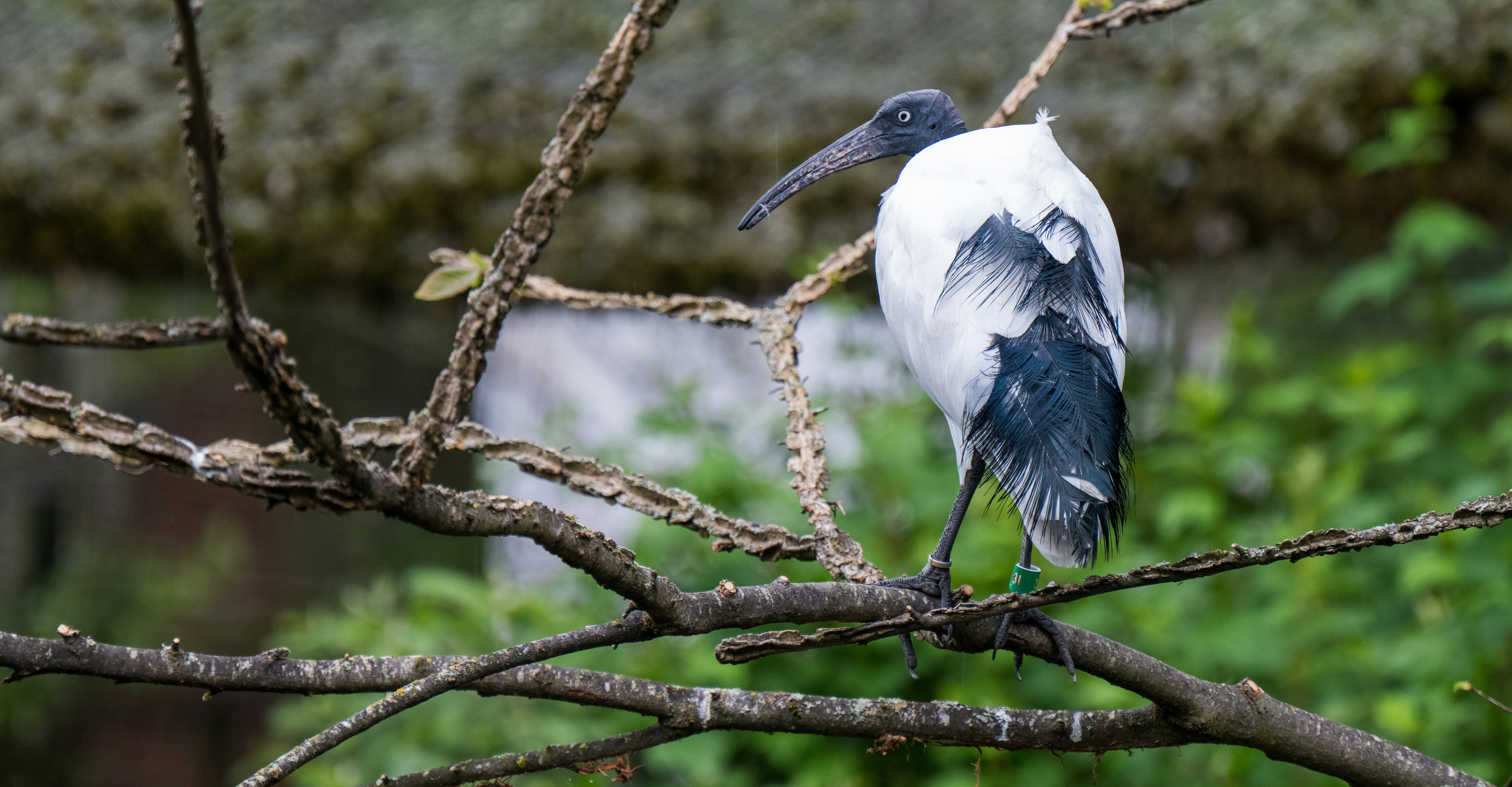 Perched on a Weathered Branch: A Pied Ibis in Quiet Focus