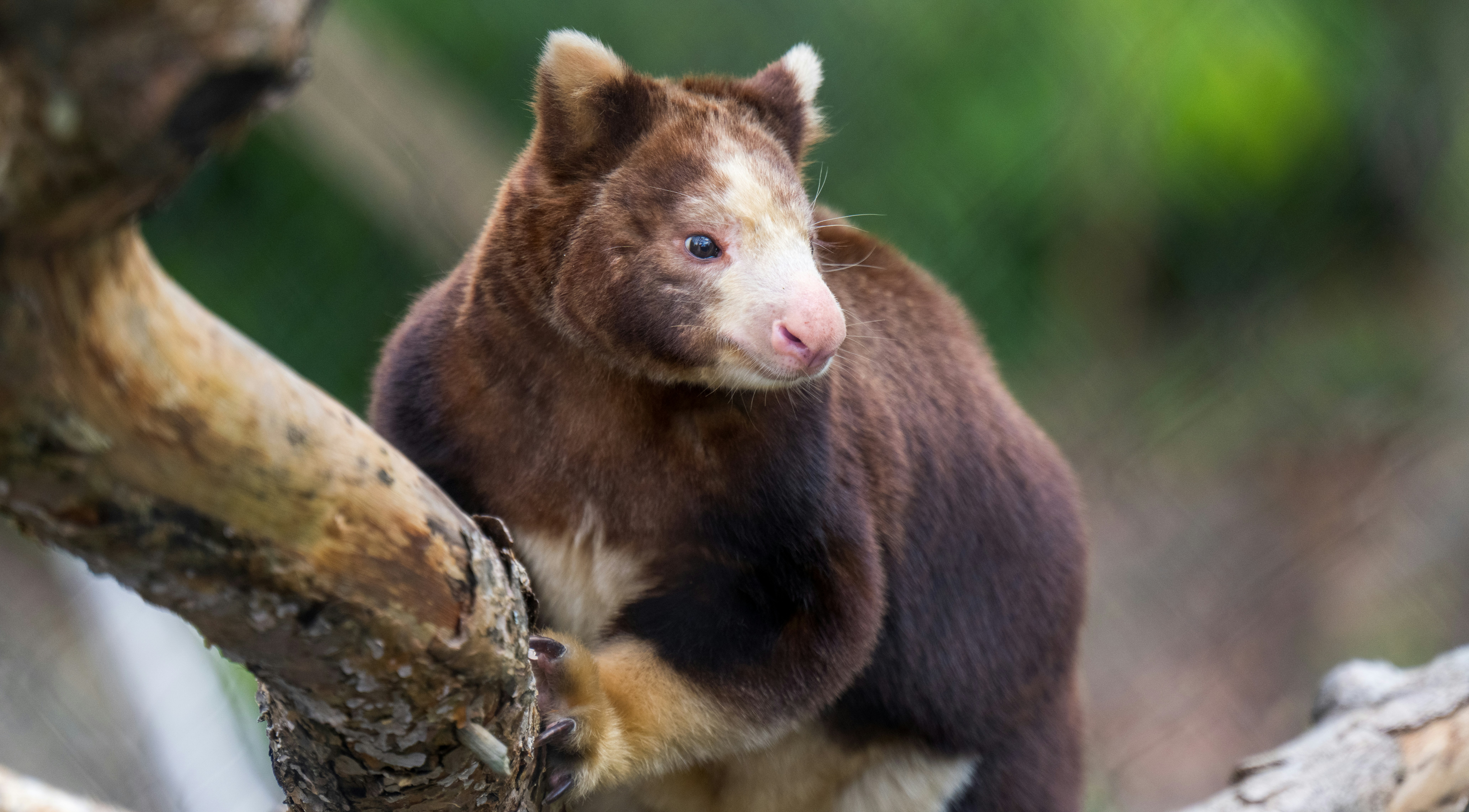 Curious One-Eyed Stare: A solitary bear cub on a fallen log