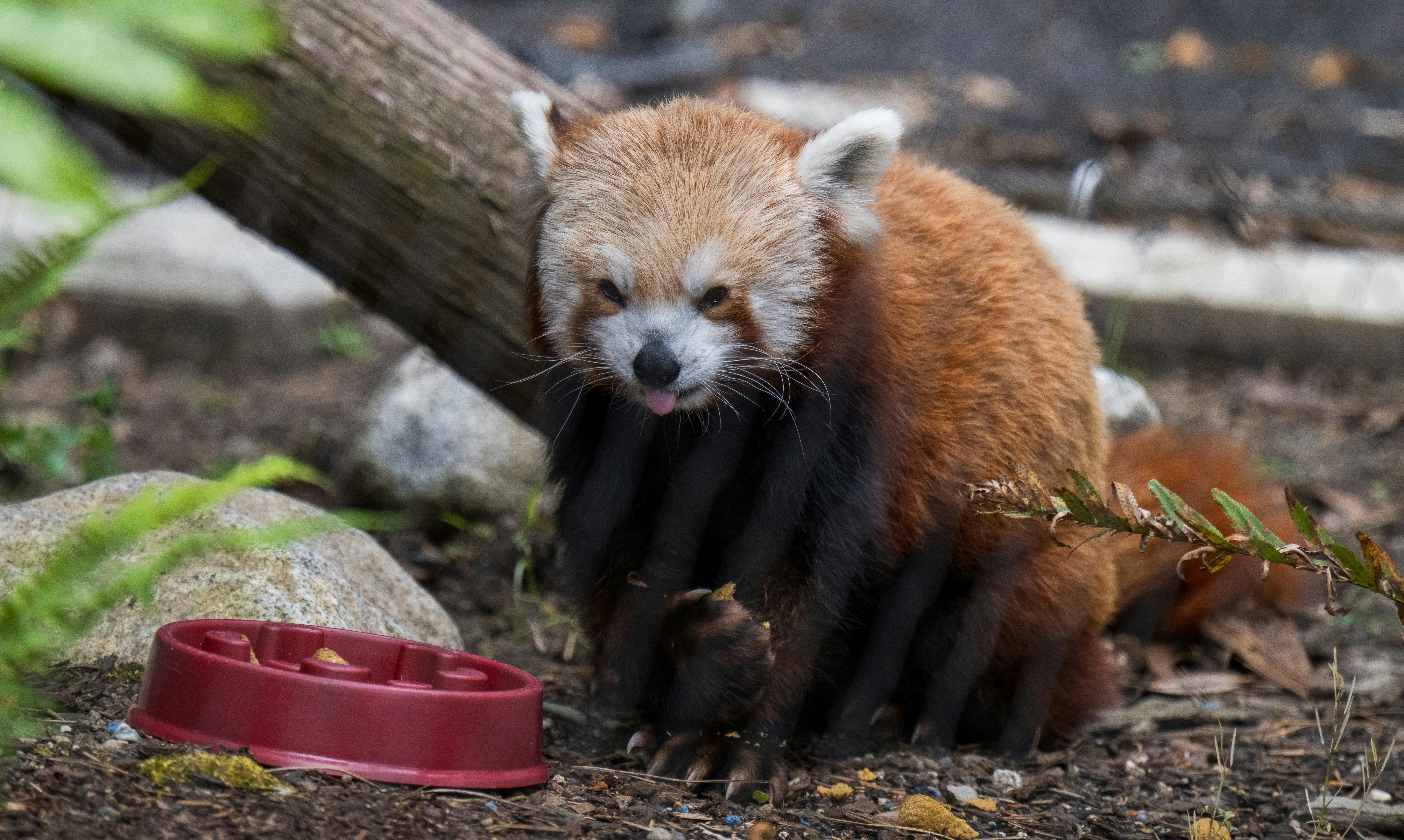 Red Panda Vigil: A Curious Moment Beside a Folded-Leaf Trail