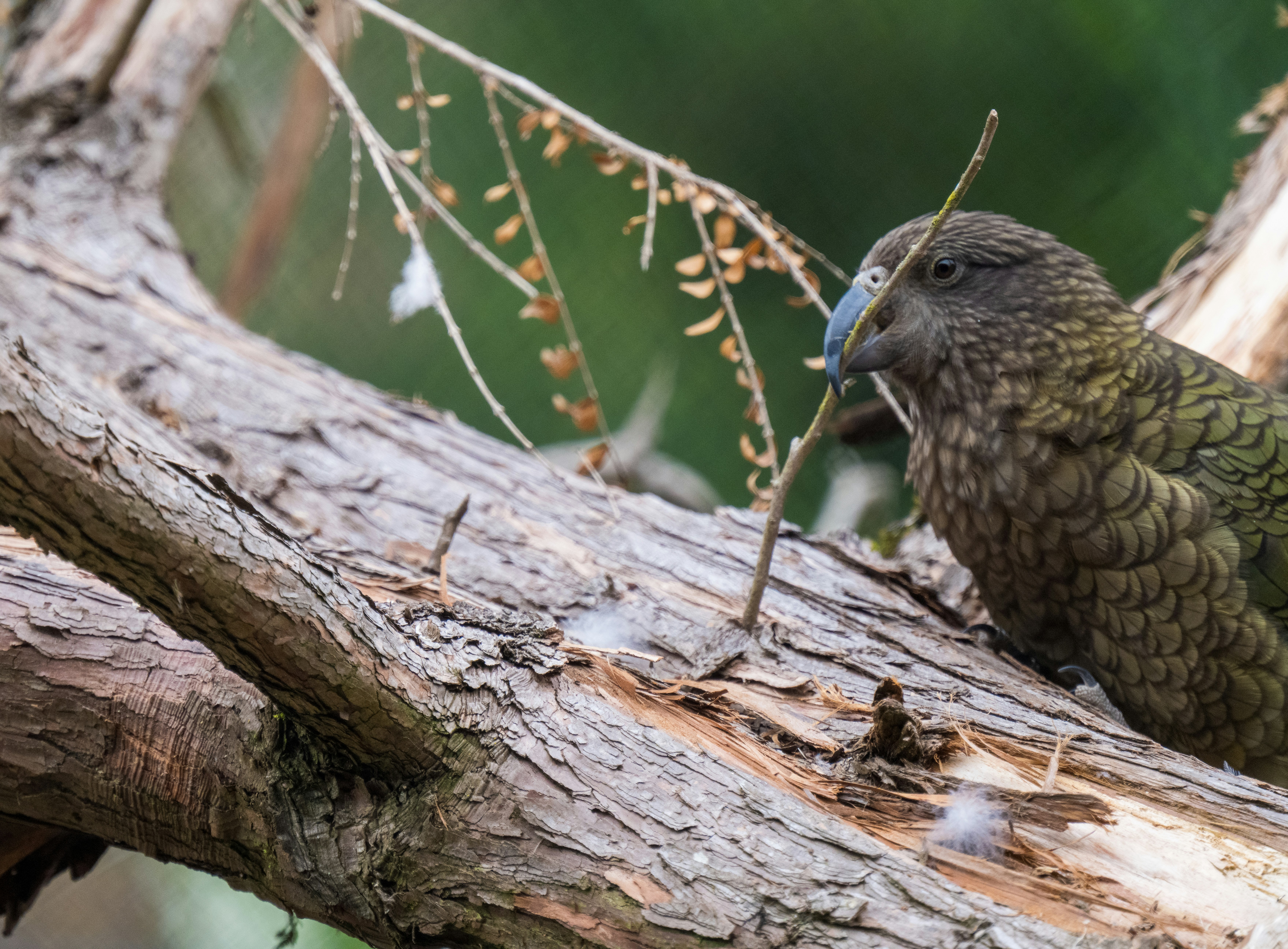 Kea-green Canopy: A Parrot Guards a Weathered Log
