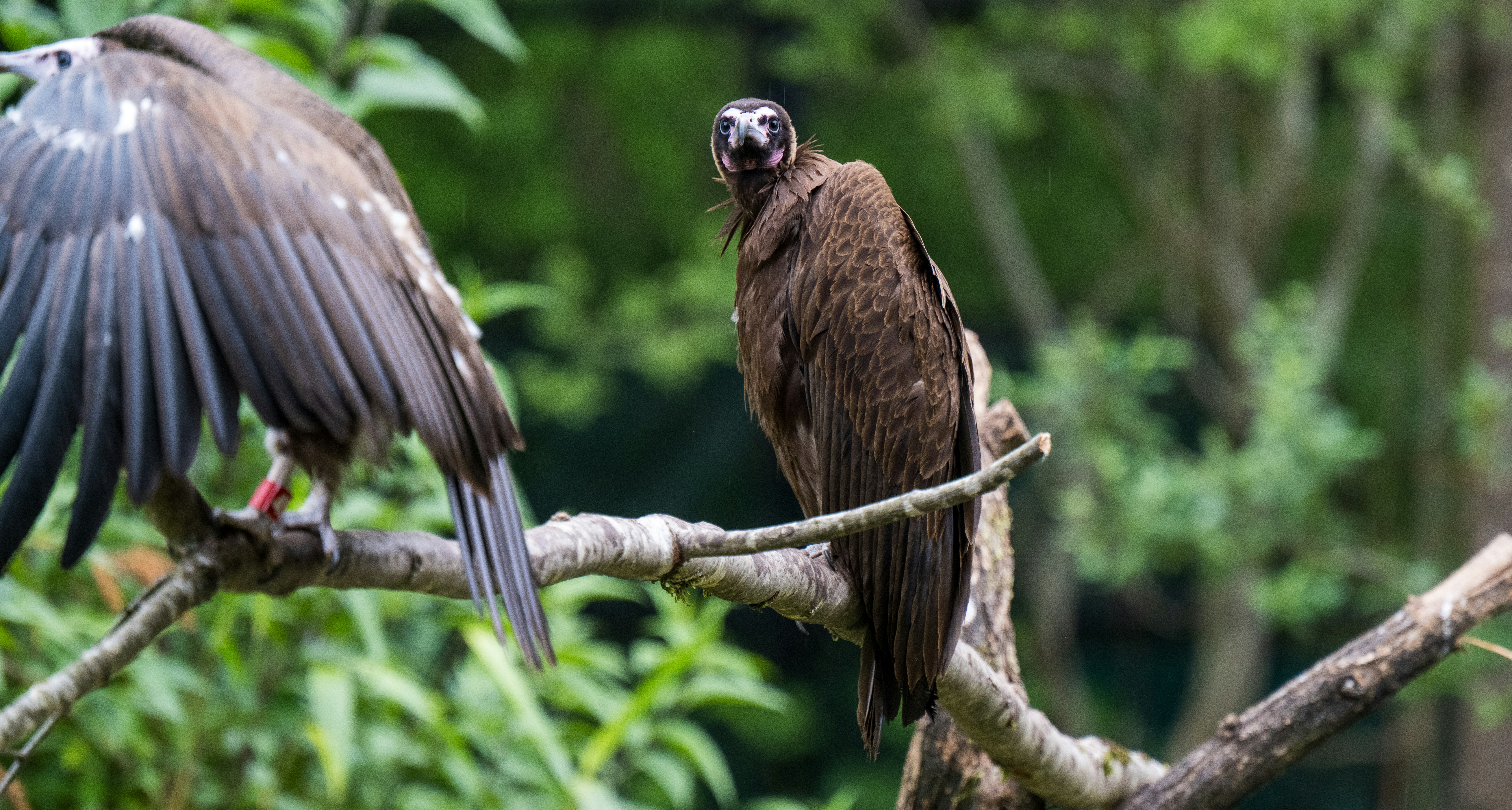 The Watchful Vulture: Perched Sentinel Amid Greenery