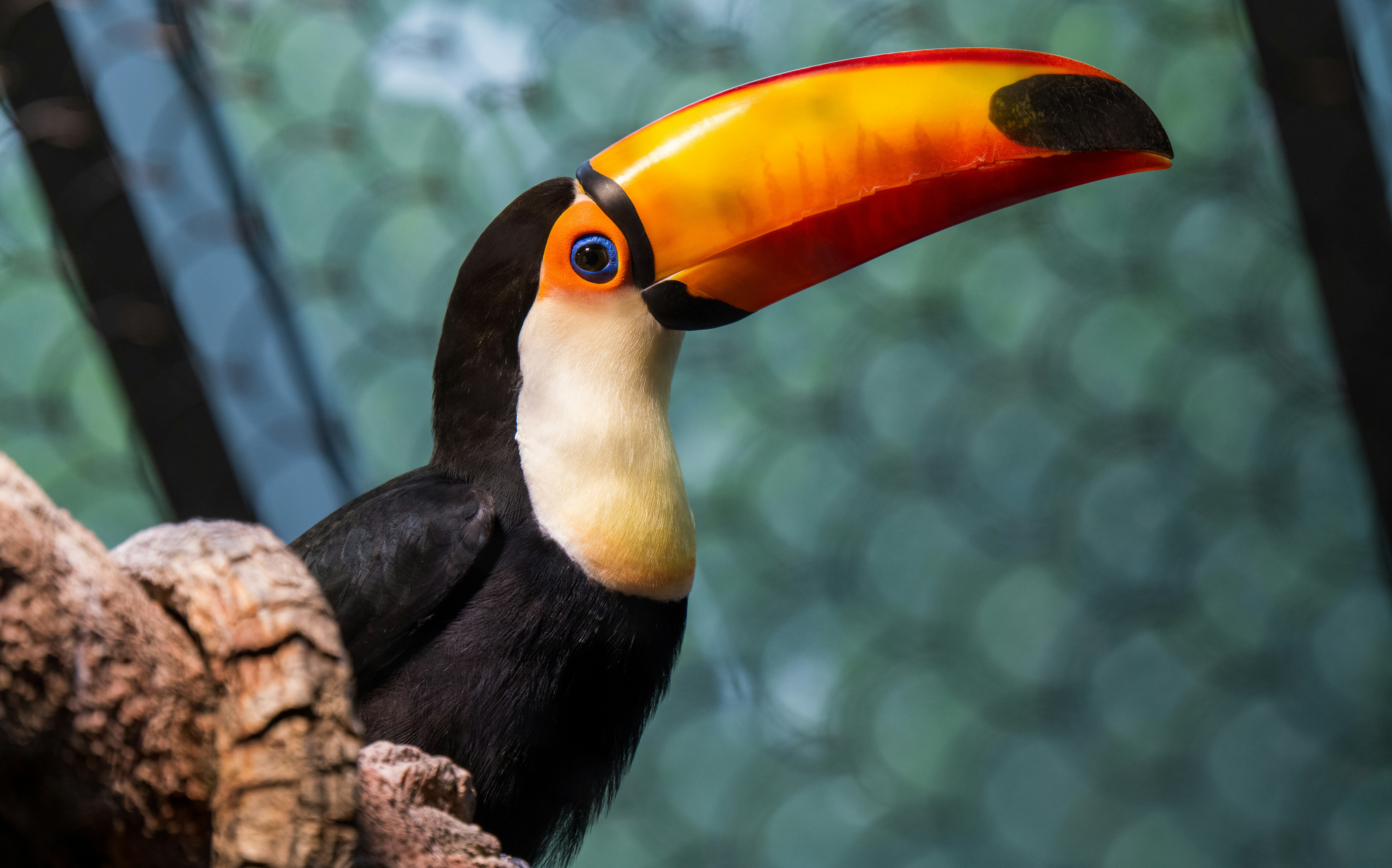 The Scarlet Beak: A Toucan's Dominant Gaze