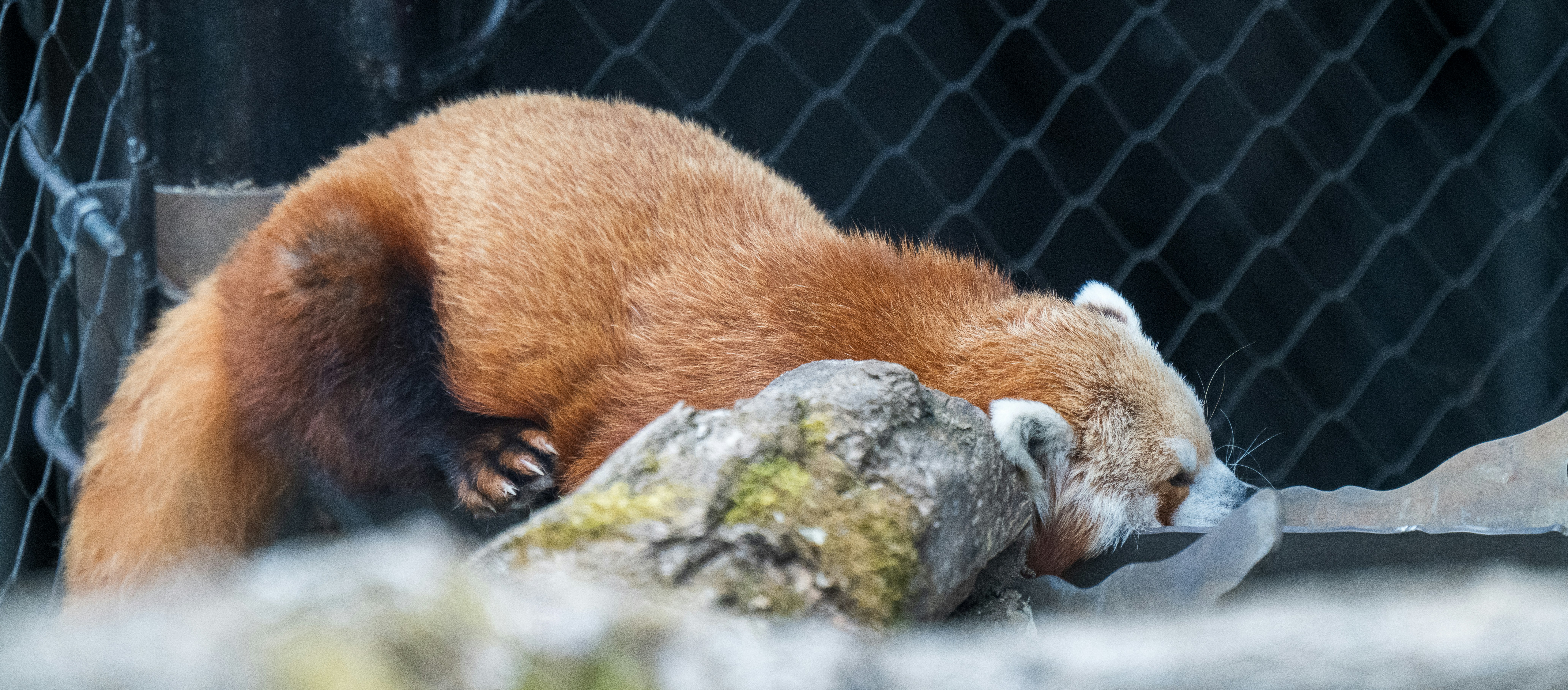 Curled paws and quiet snout: a sleepy shelter resident by the mesh