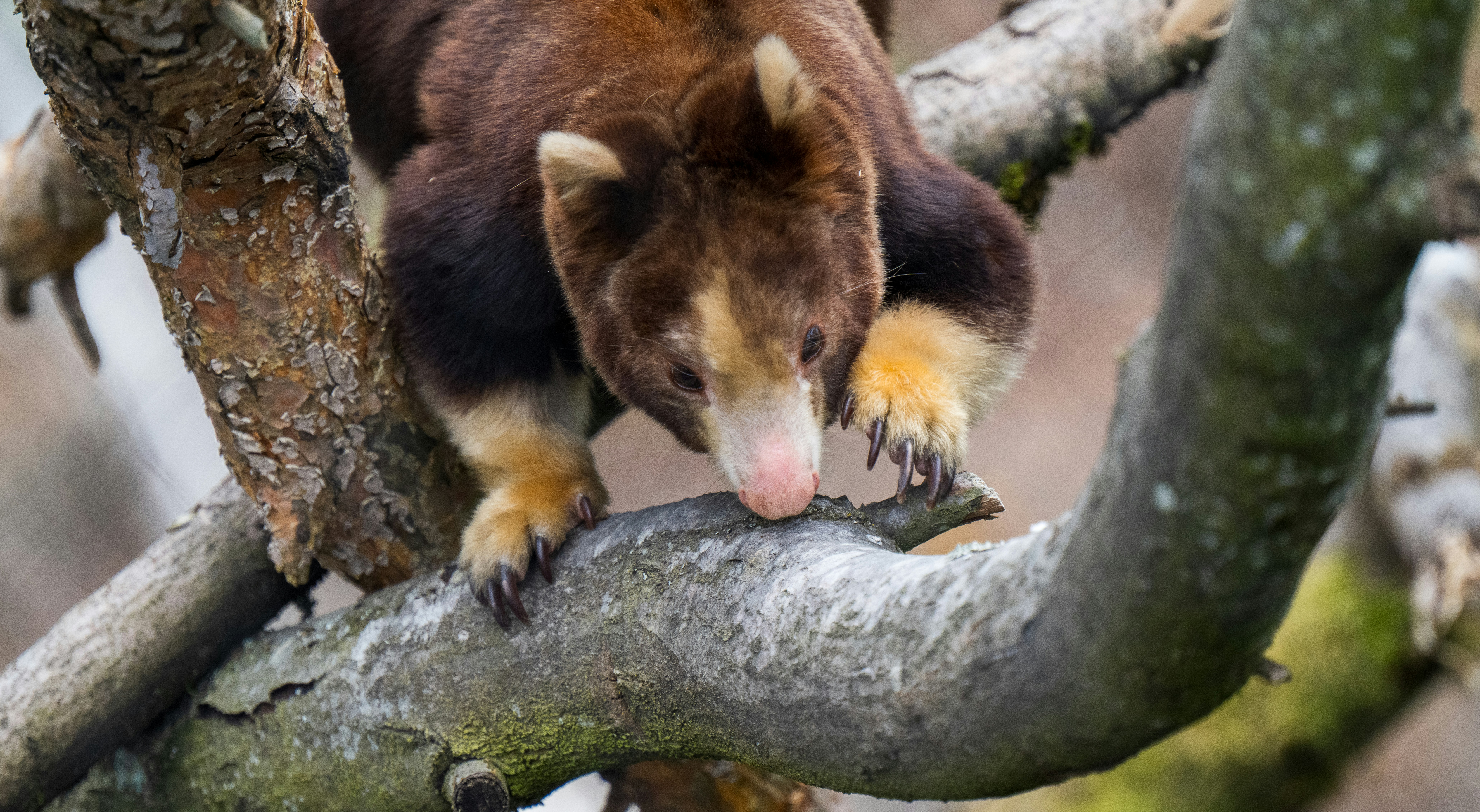 Tree-Clinging Red Panda Examines a Branch