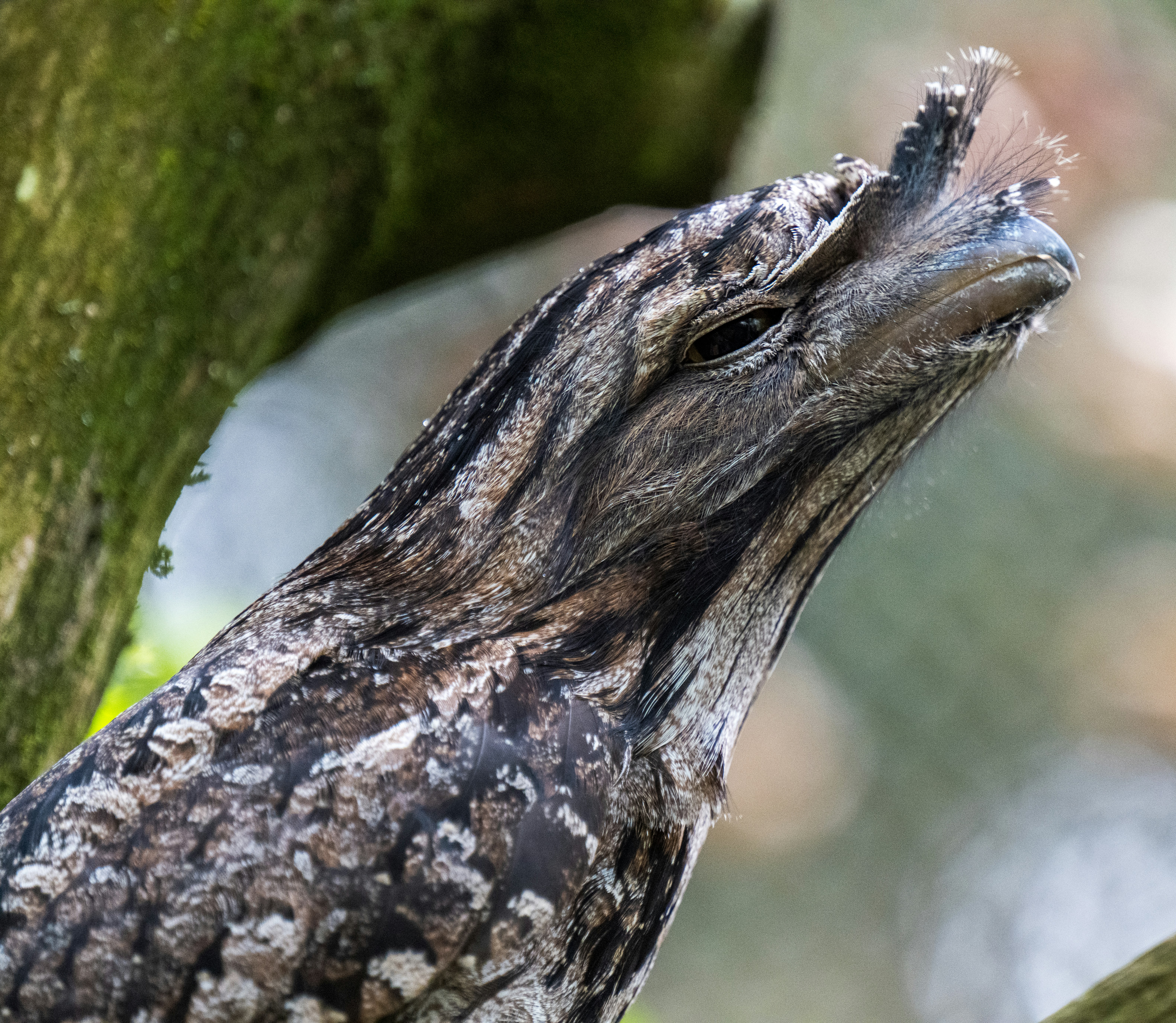 Crested Lizard-Cracked Photo: Close Portrait of a Fiery-Tailed Grouse in Shade