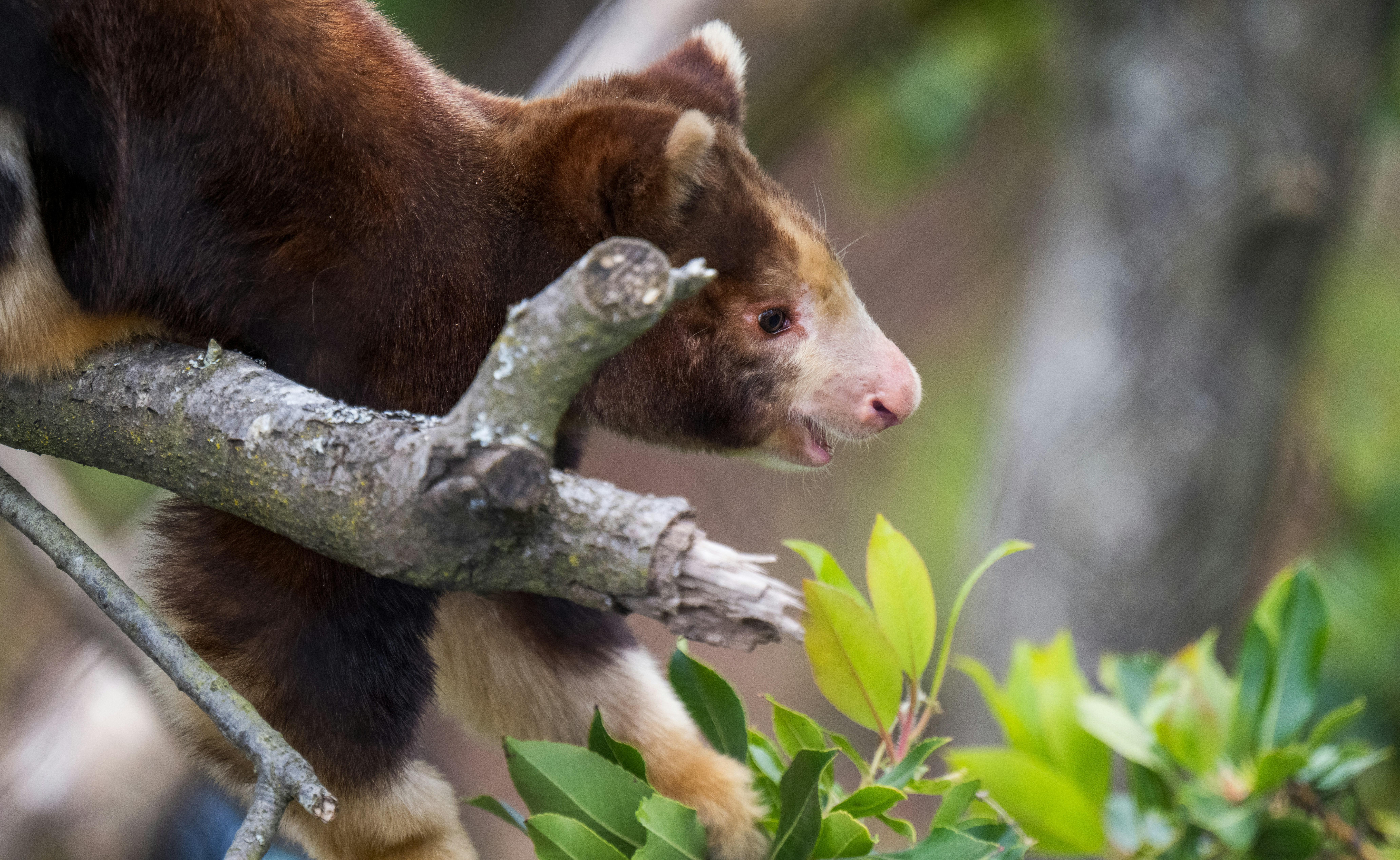 Curious Sugar Glider Perched on a Branch