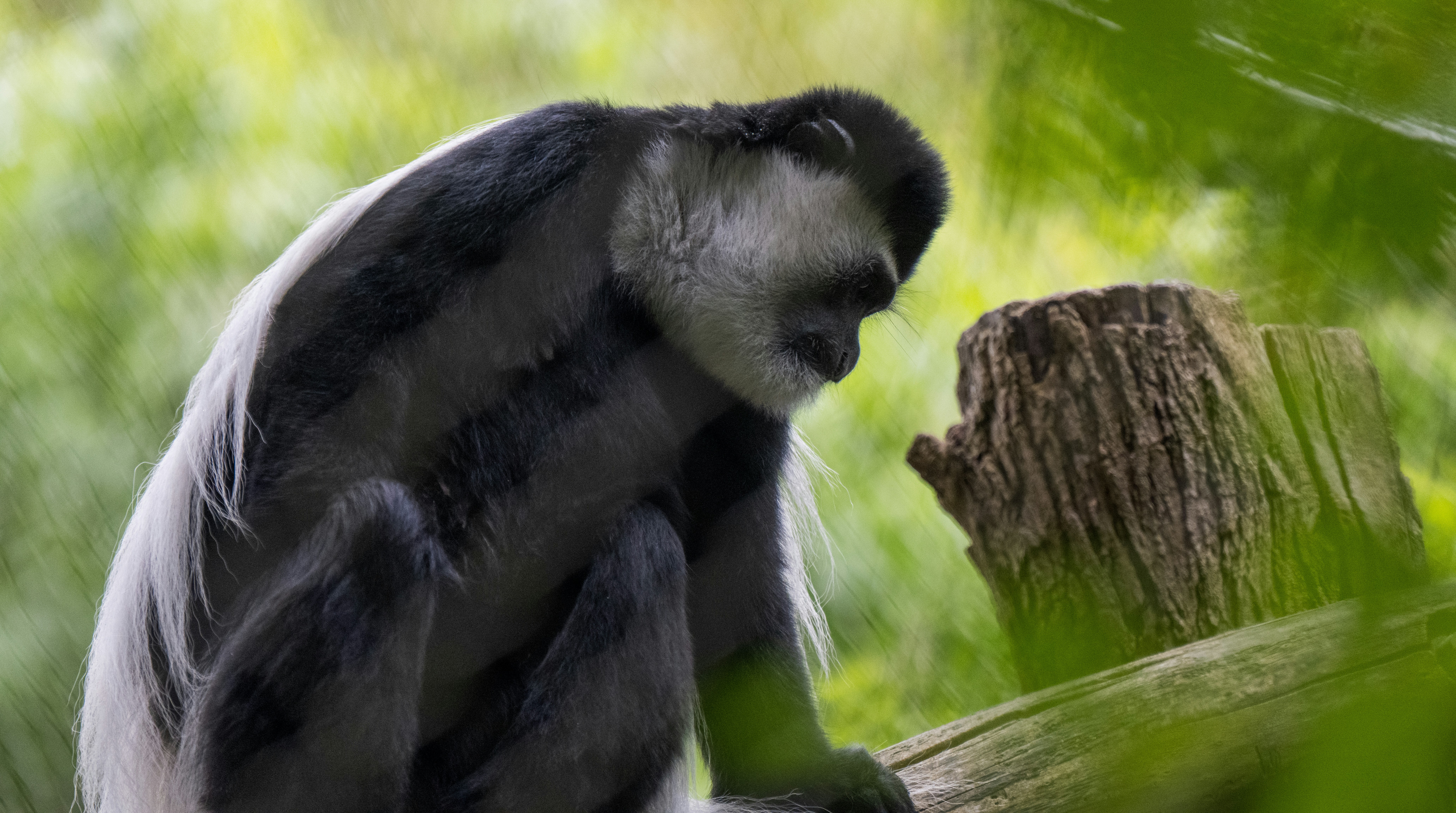 Lemur on a Weathered Log: Quiet Contemplation in a Green Sliver