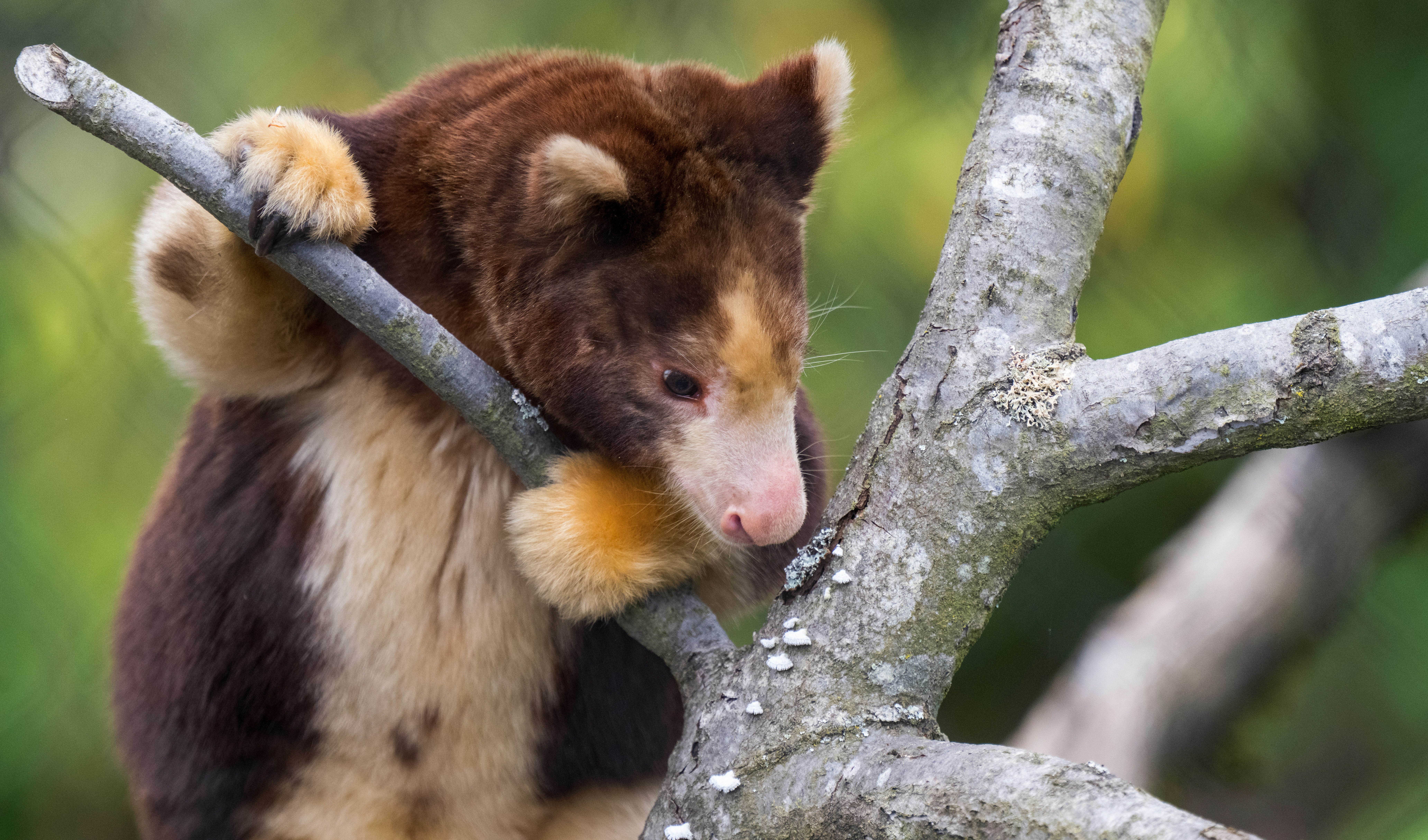 Soft Morning Rest: A koala-bear-like marsupial clings to a branch
