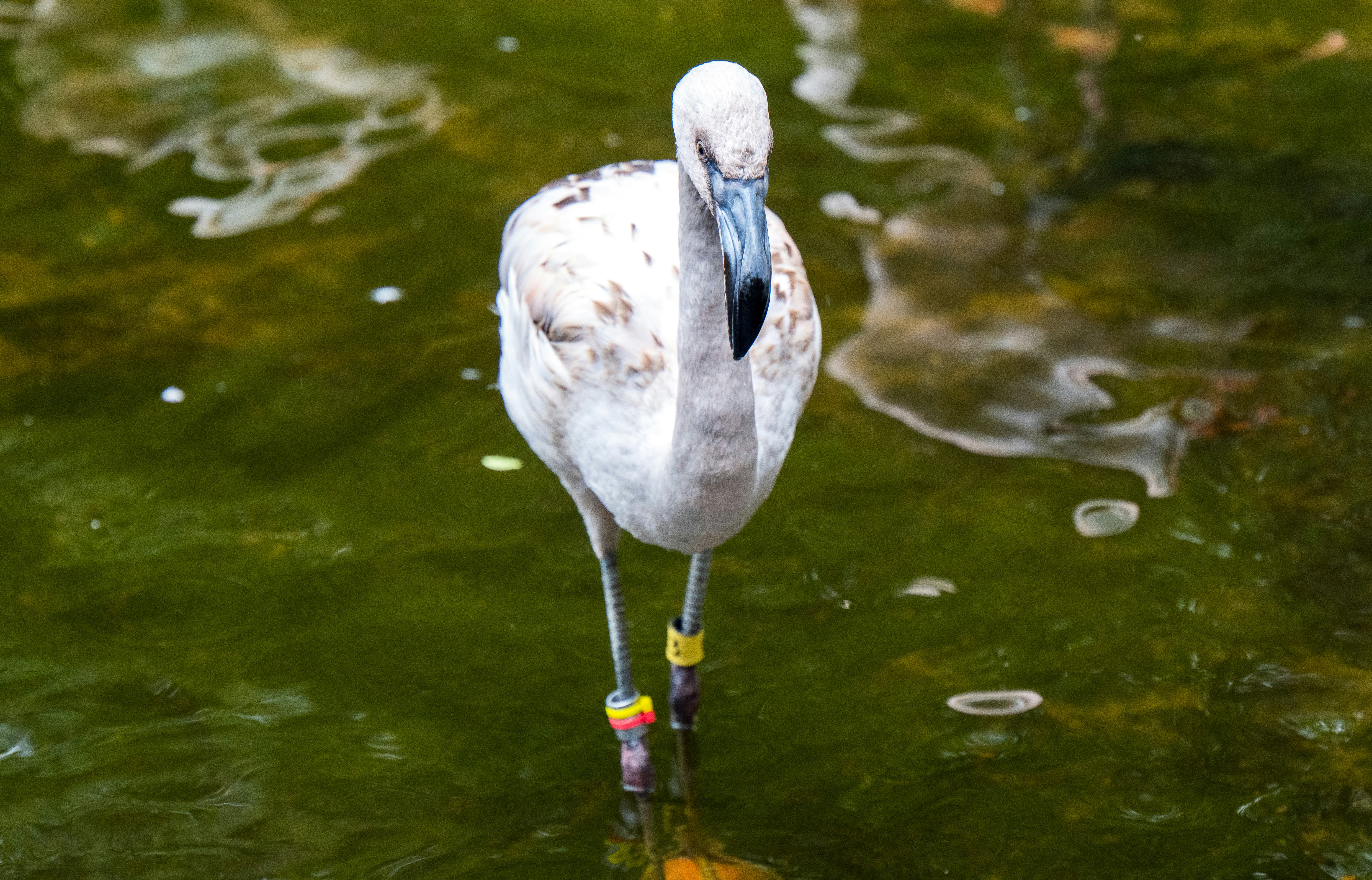 Stalking Solemnity: A Flamingo on Narrow Wire-Color Reflections