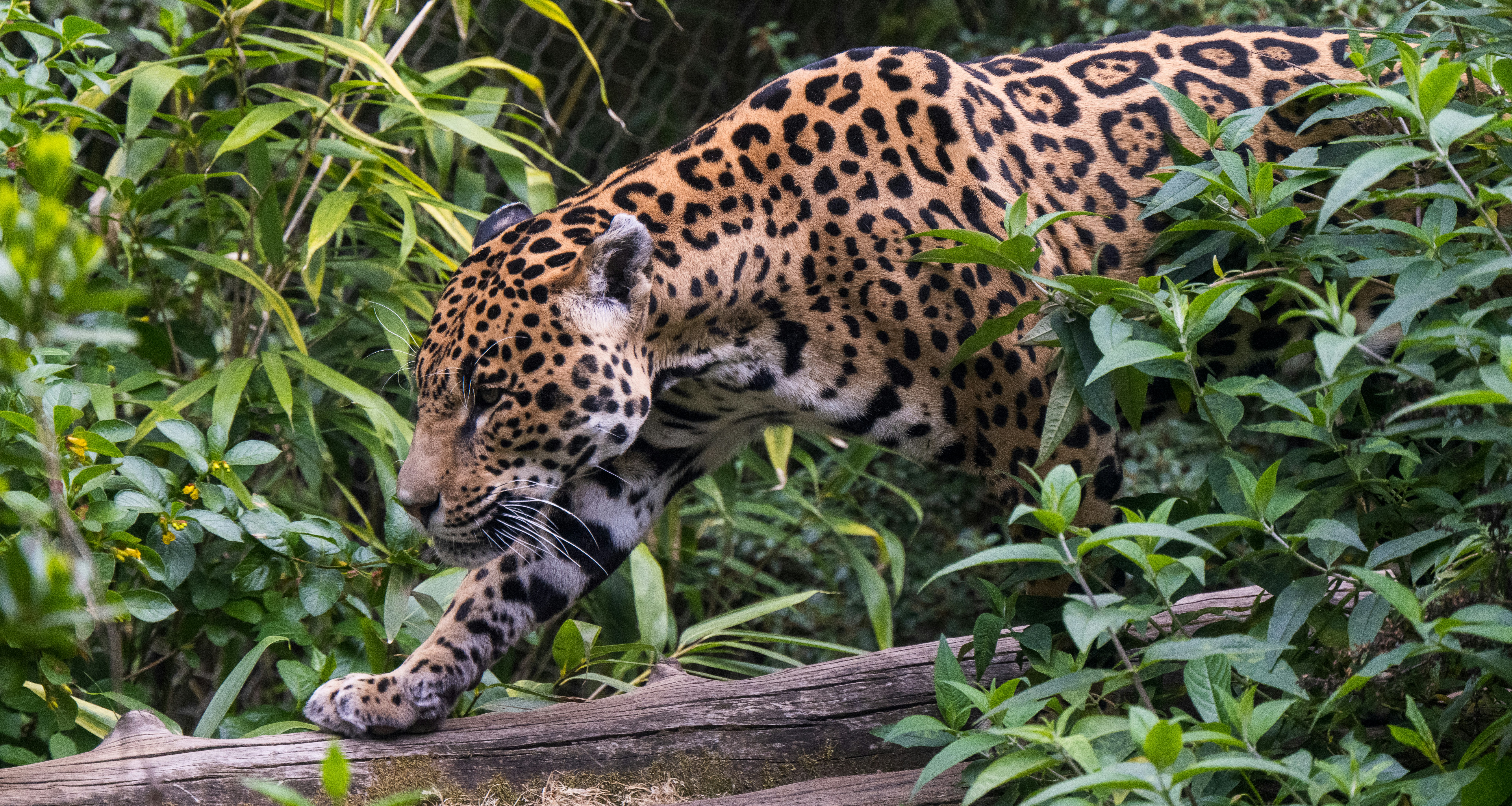 Leopard on a log, eyes tracking the jungle edge