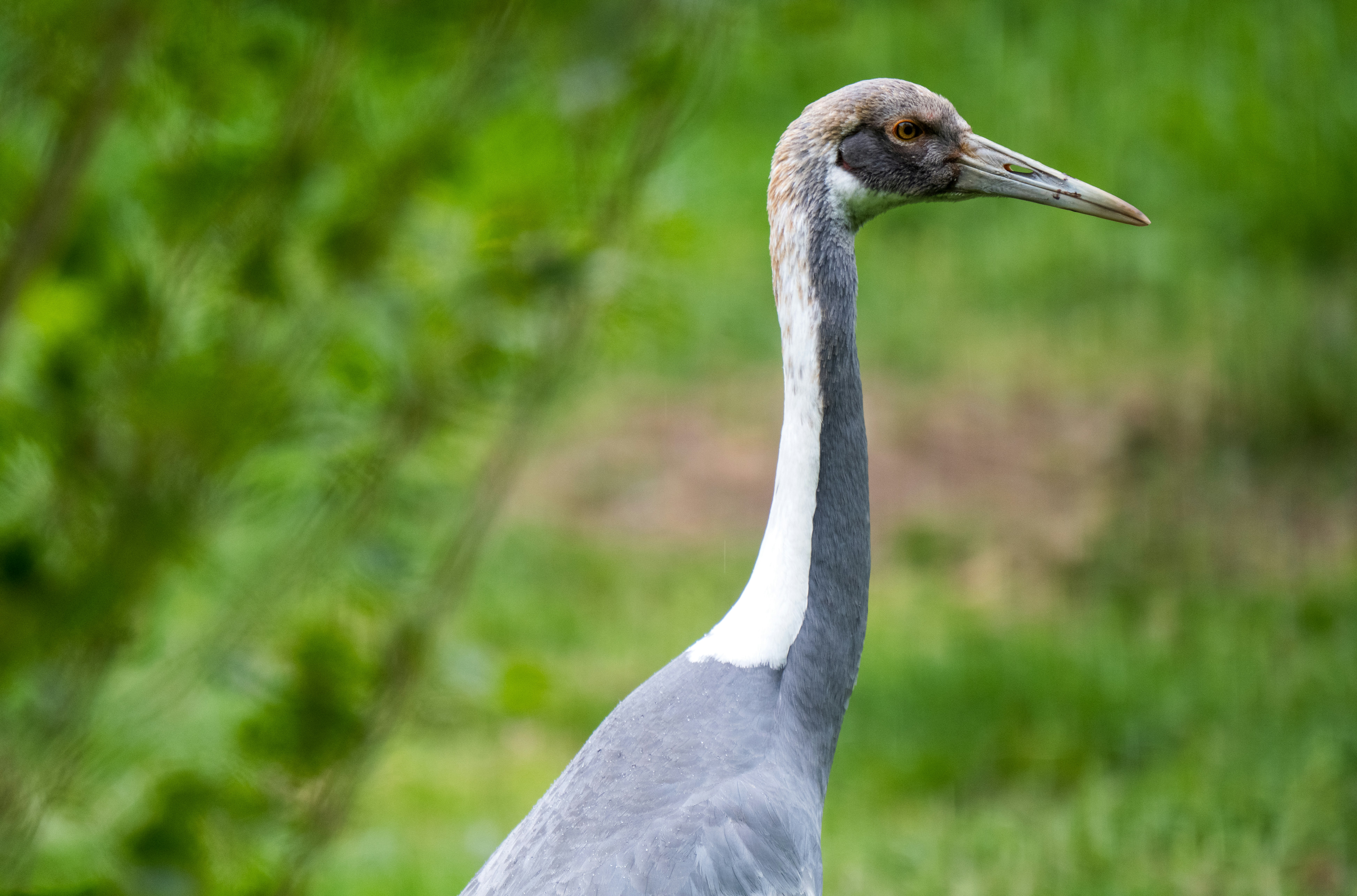 Graceful Heron: Portrait of a Long-Neck Sentinel