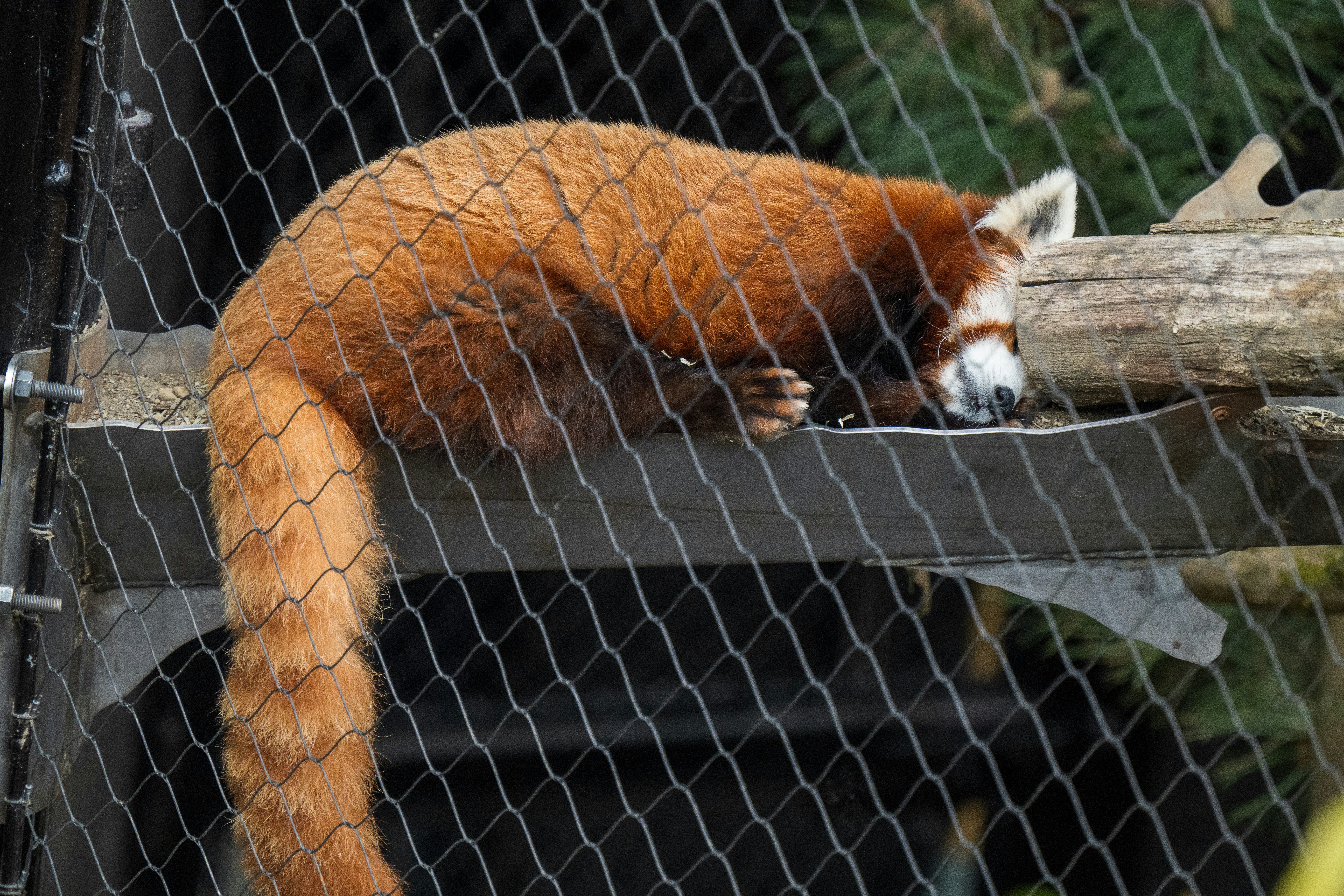Cozy Red Panda Slumber on a Wooden Perch Behind Fence