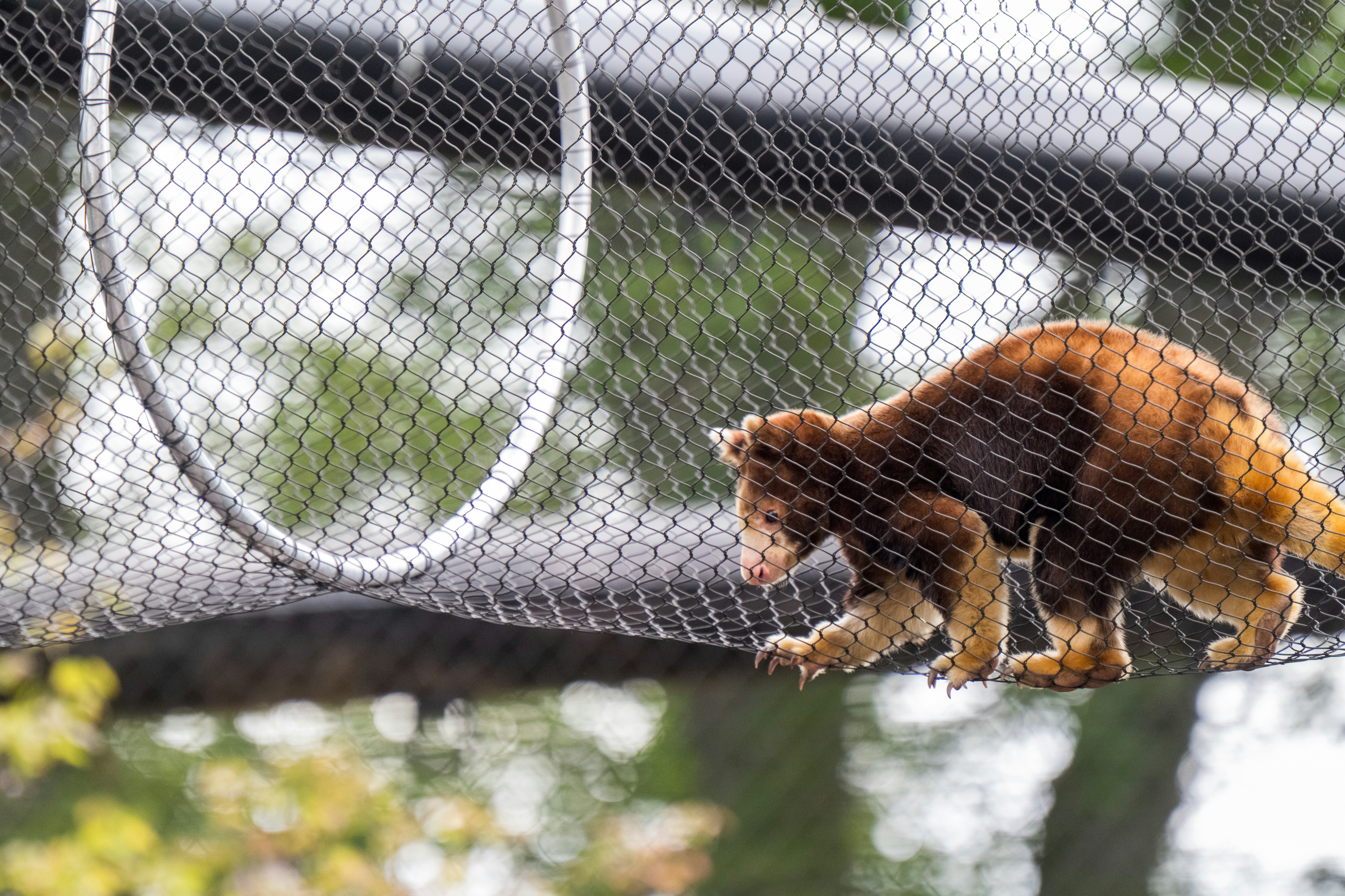 A Red Sable on a Mesh Bridge