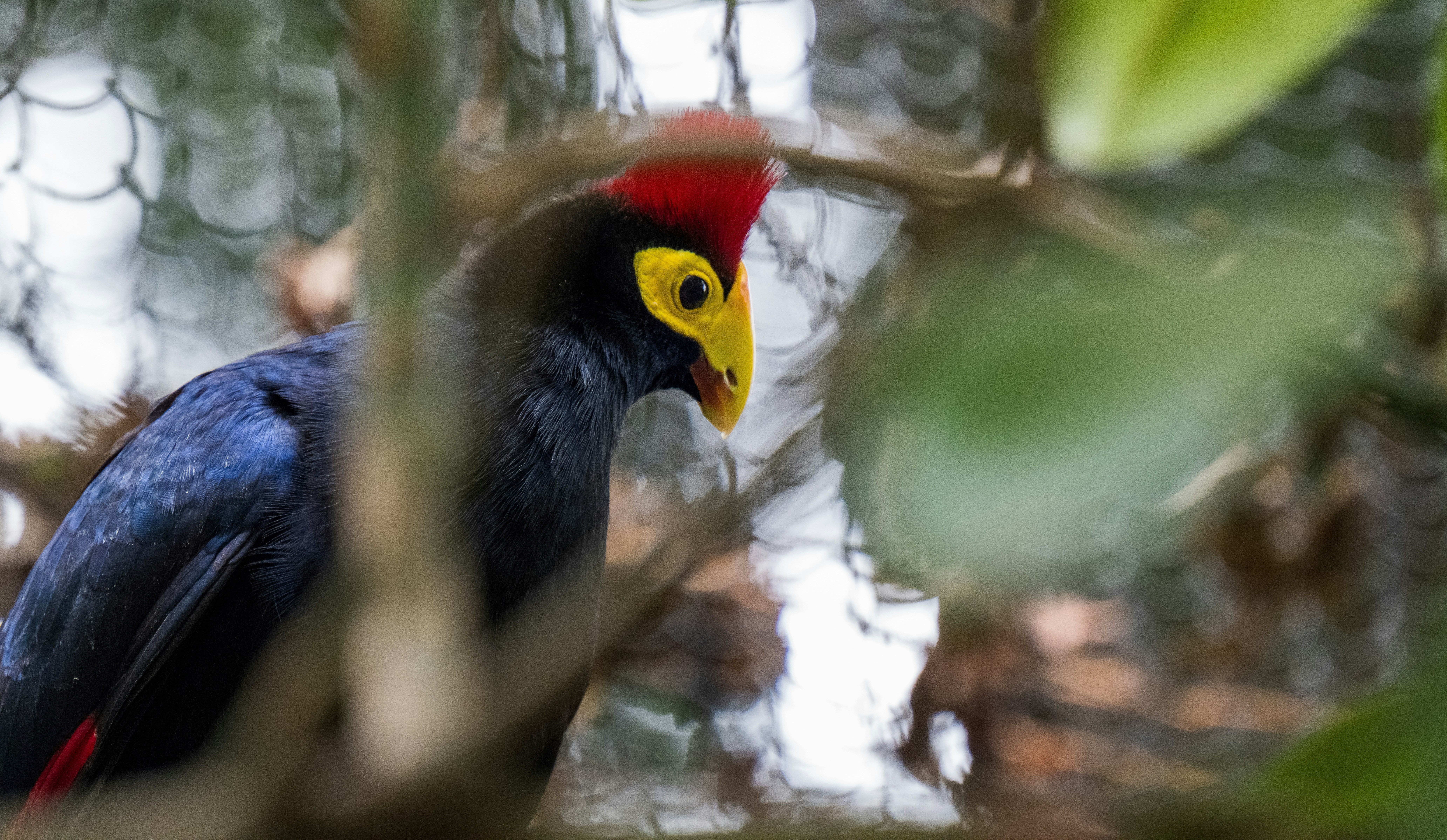 Sunlit Crest: A Yellow-Masked King in the Understory