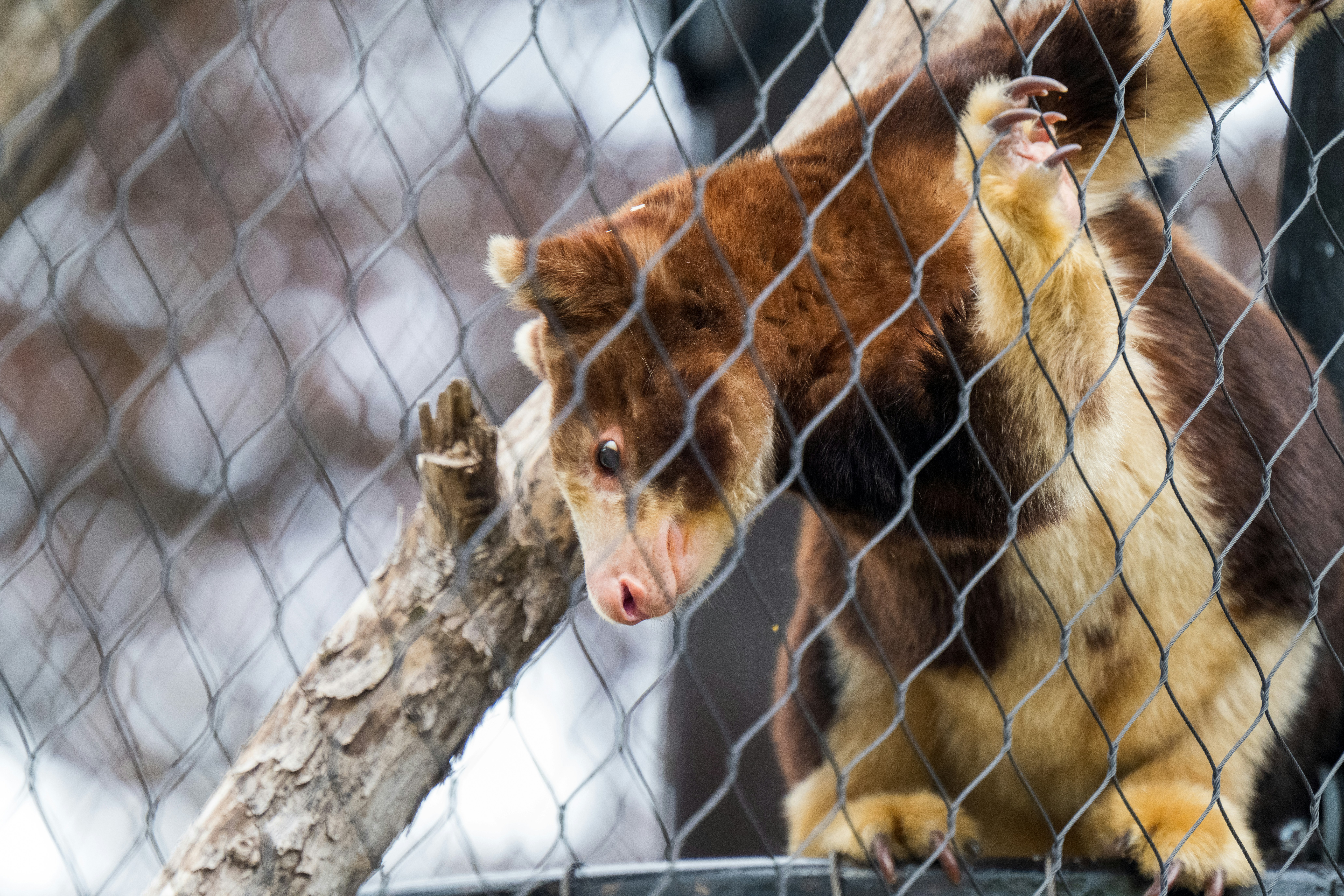 Curious Red-Backed Squirrel Monkeys Behind a Wire Mesh Fence