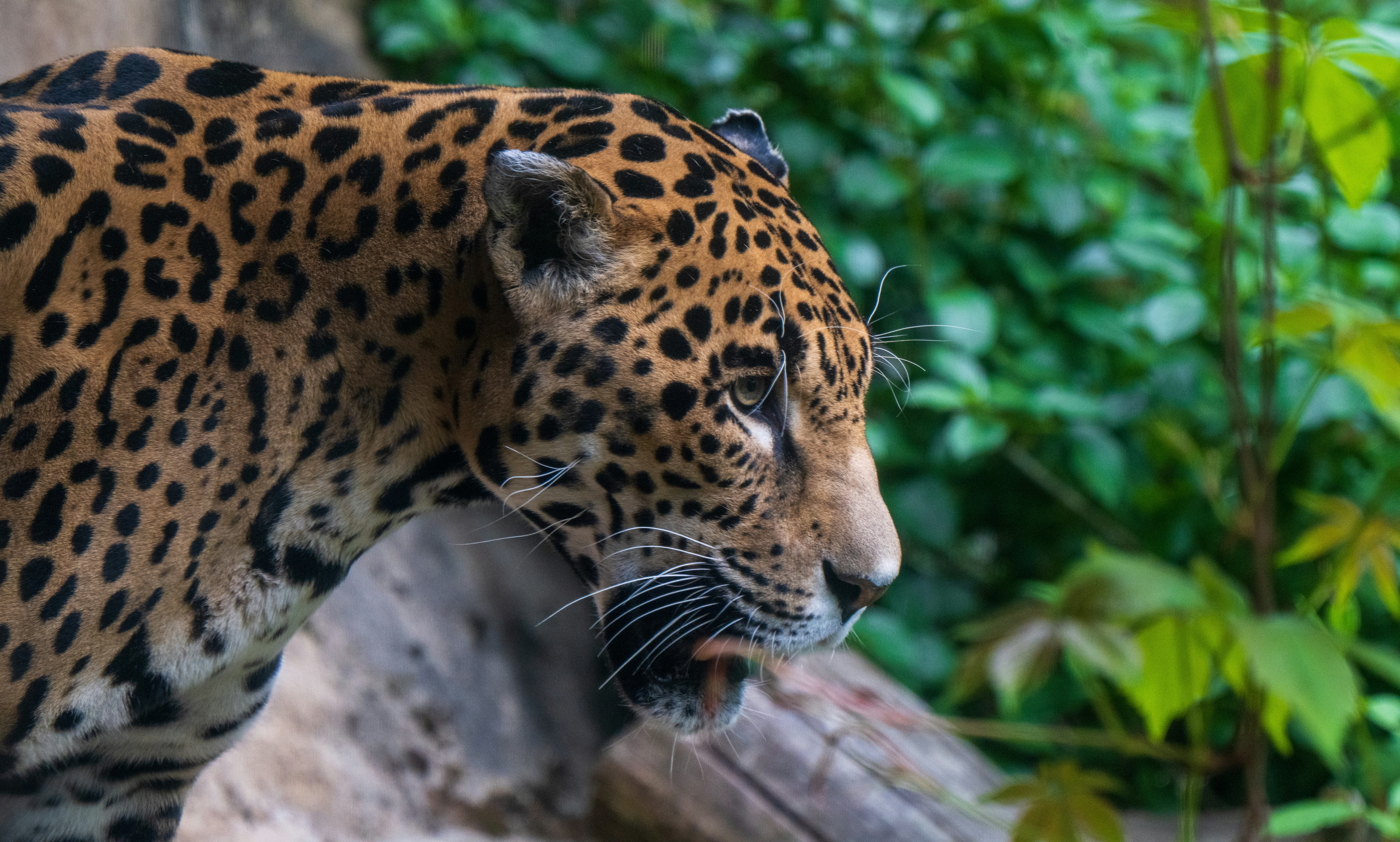 Crouched Hunter: Focused Gaze of a Jaguar in Green Underbrush