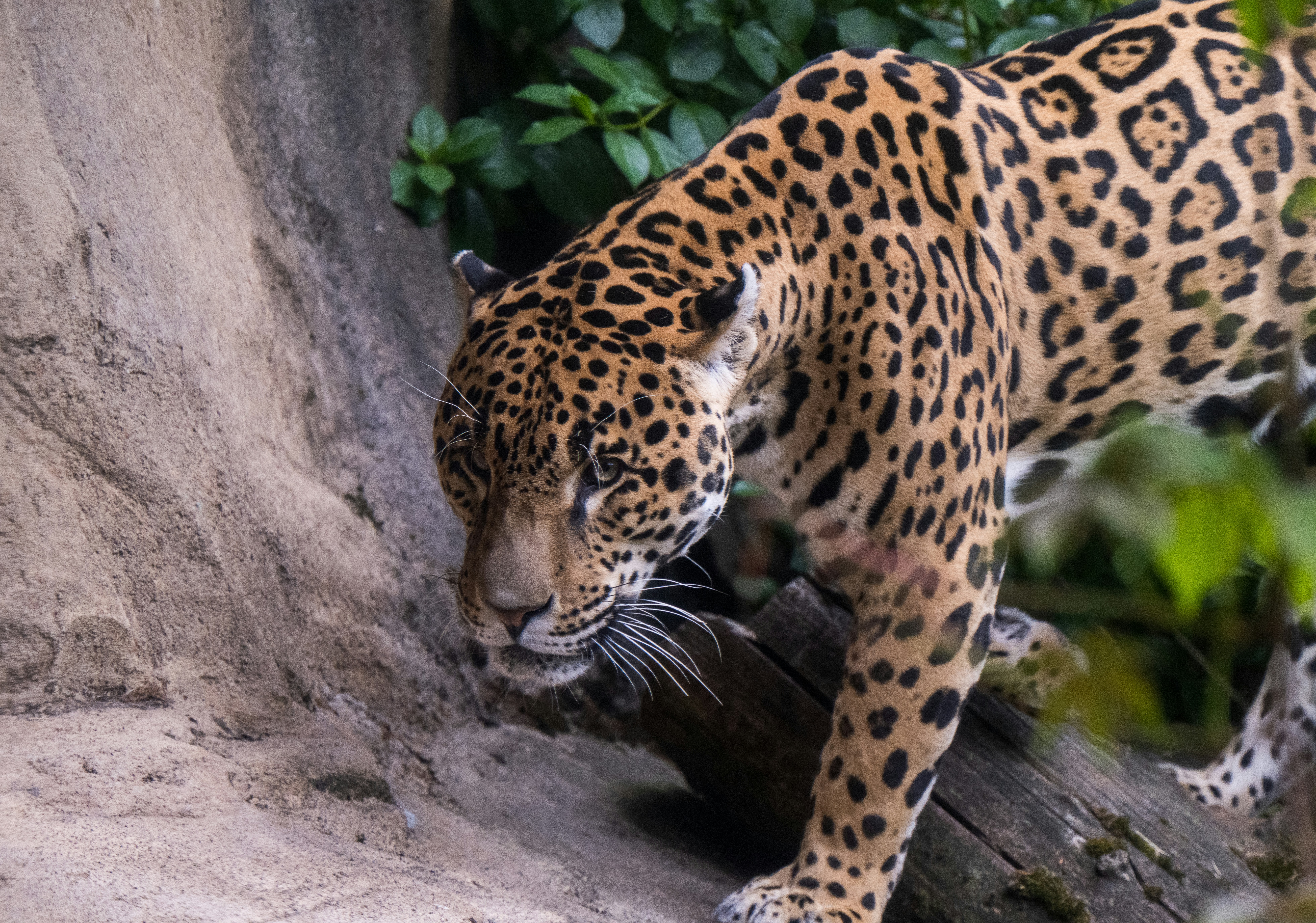 Leopard Patience on Slanted Rock