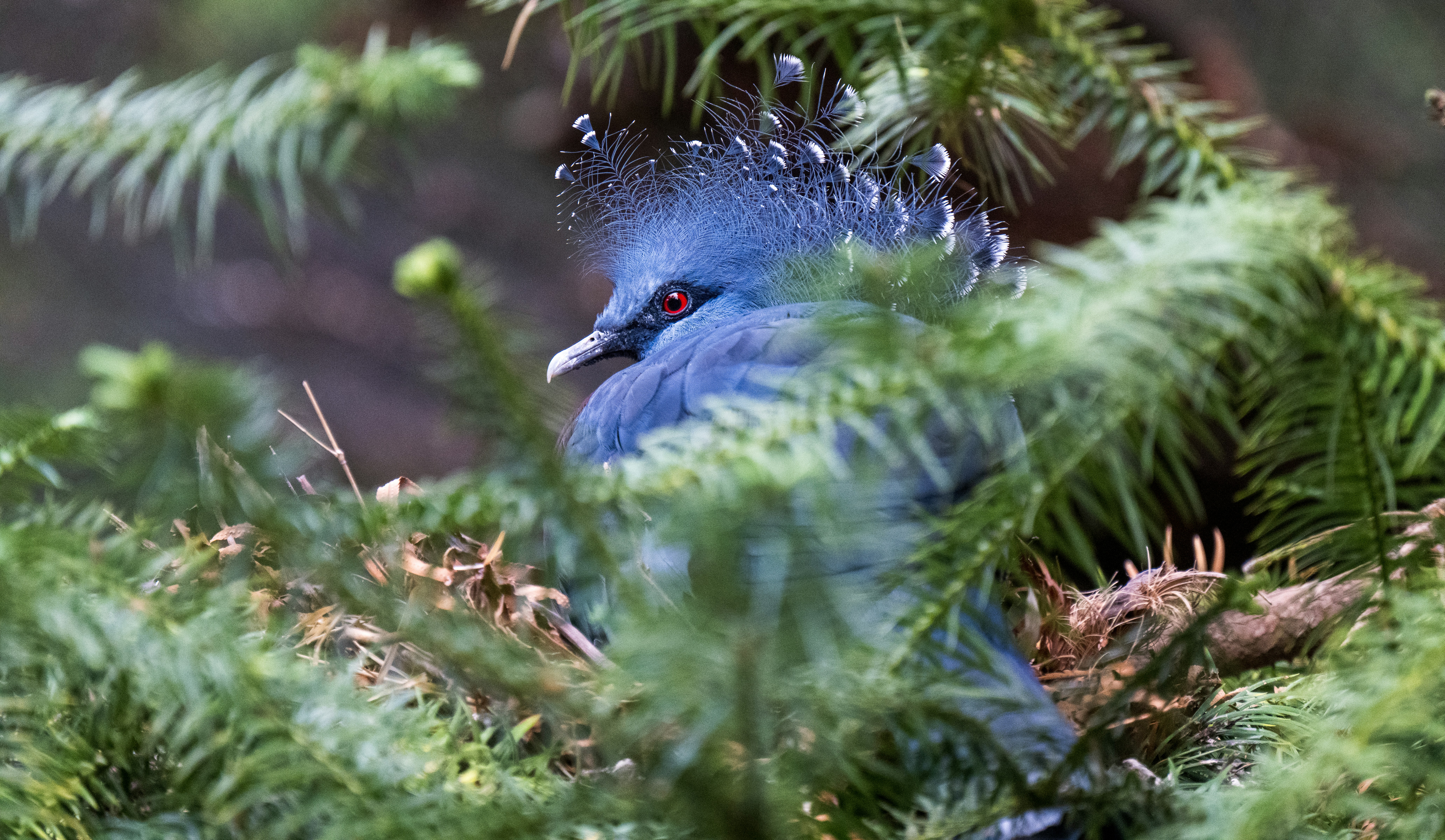 Azure Crown: a Blue-Crested Bird Emerges from the Ferns