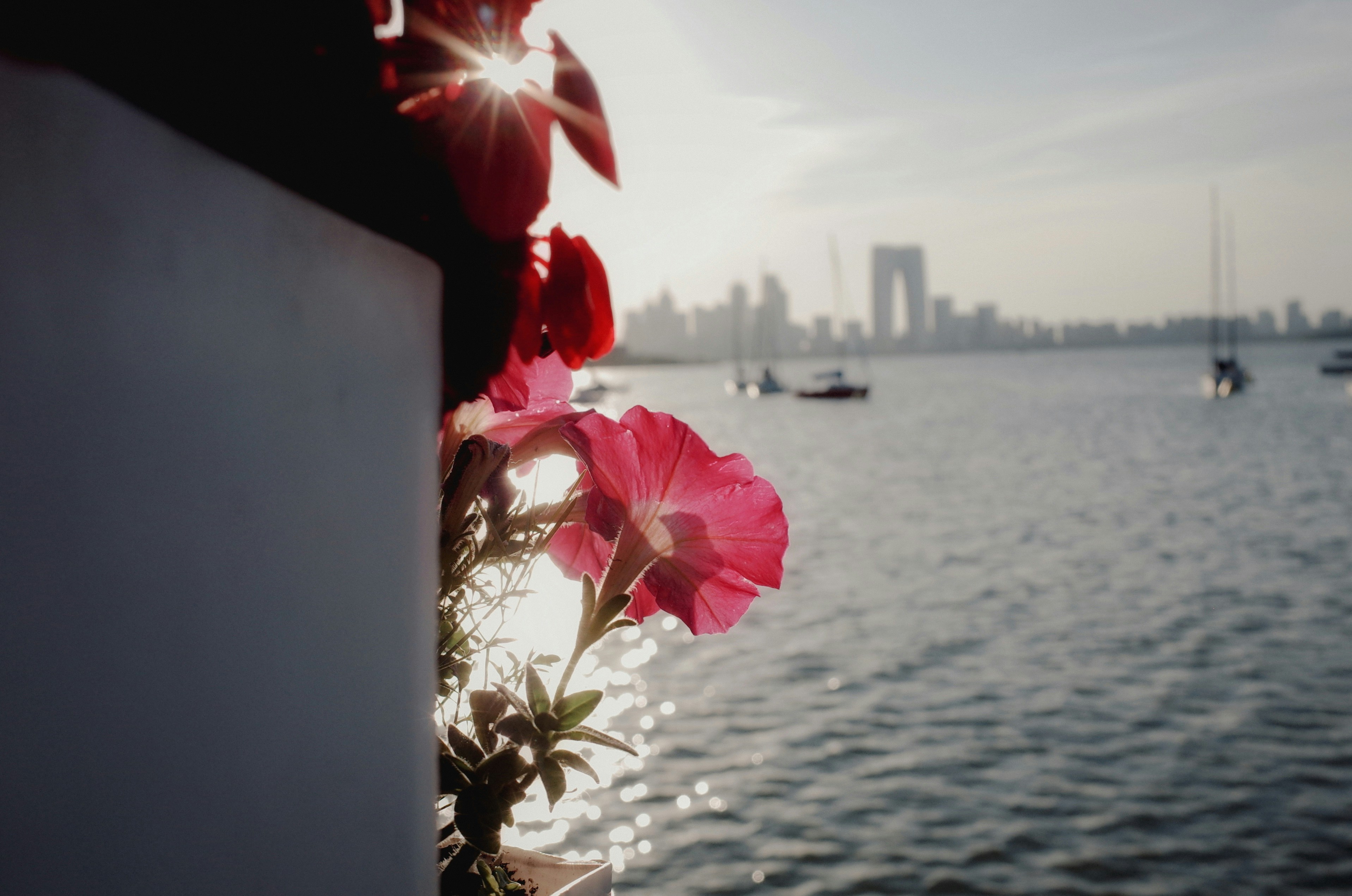 Sunlit Pink Bloom Anchored by a Quiet Boat Harbor