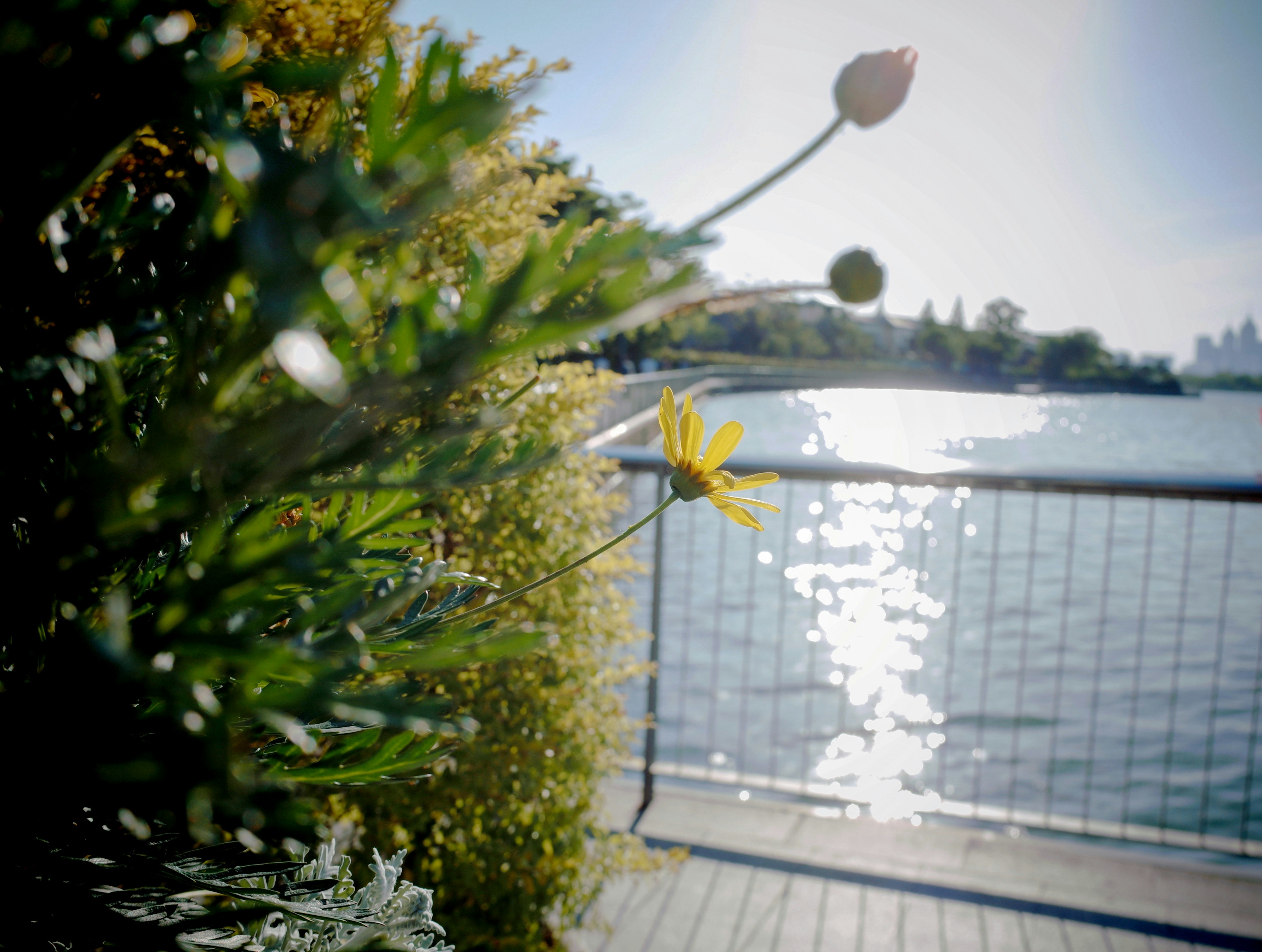 Yellow Daisy by the Waterfront: A Sunlit Moment Along the Rail