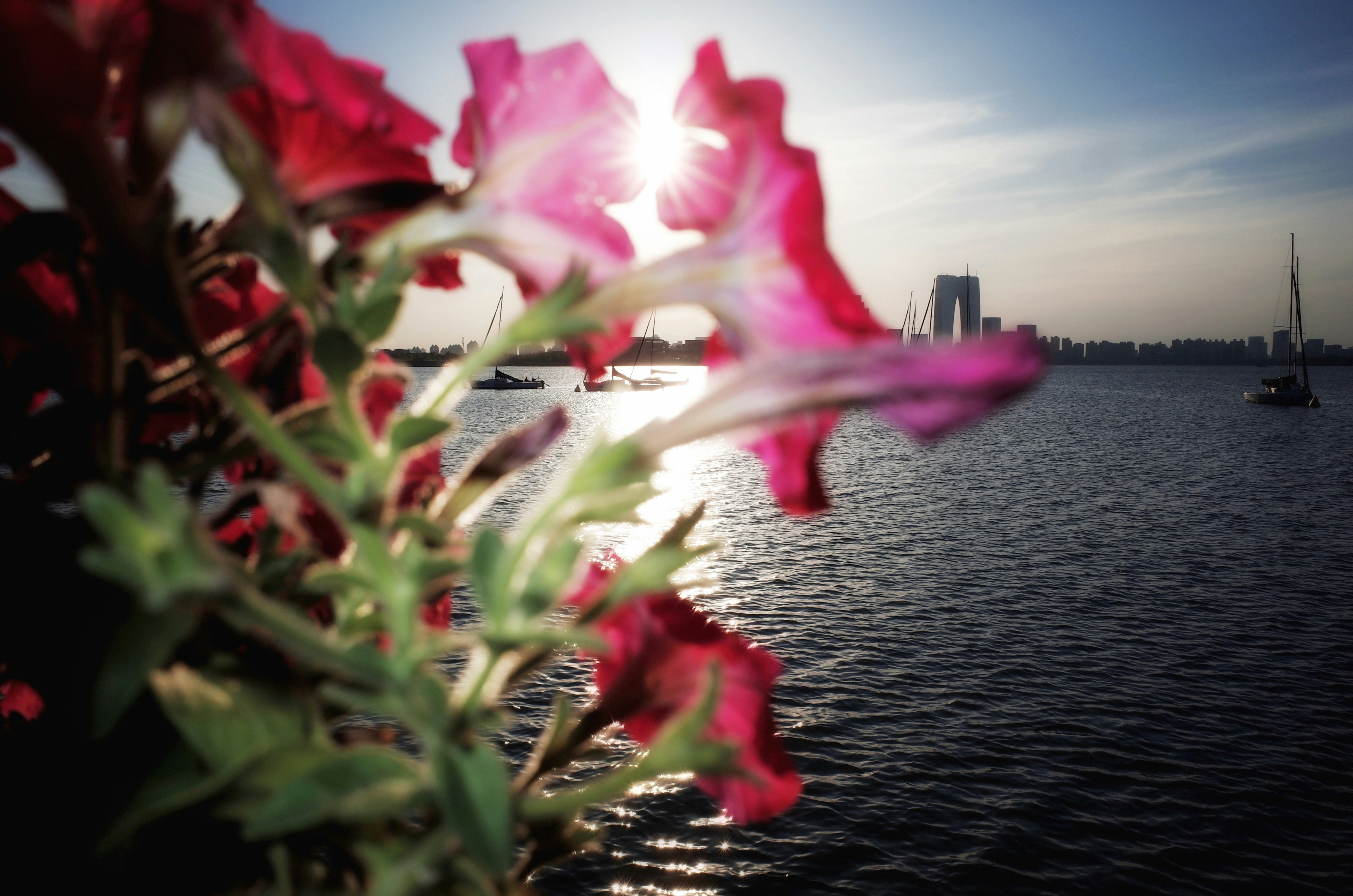 Sunlit Petals at the Waterfront