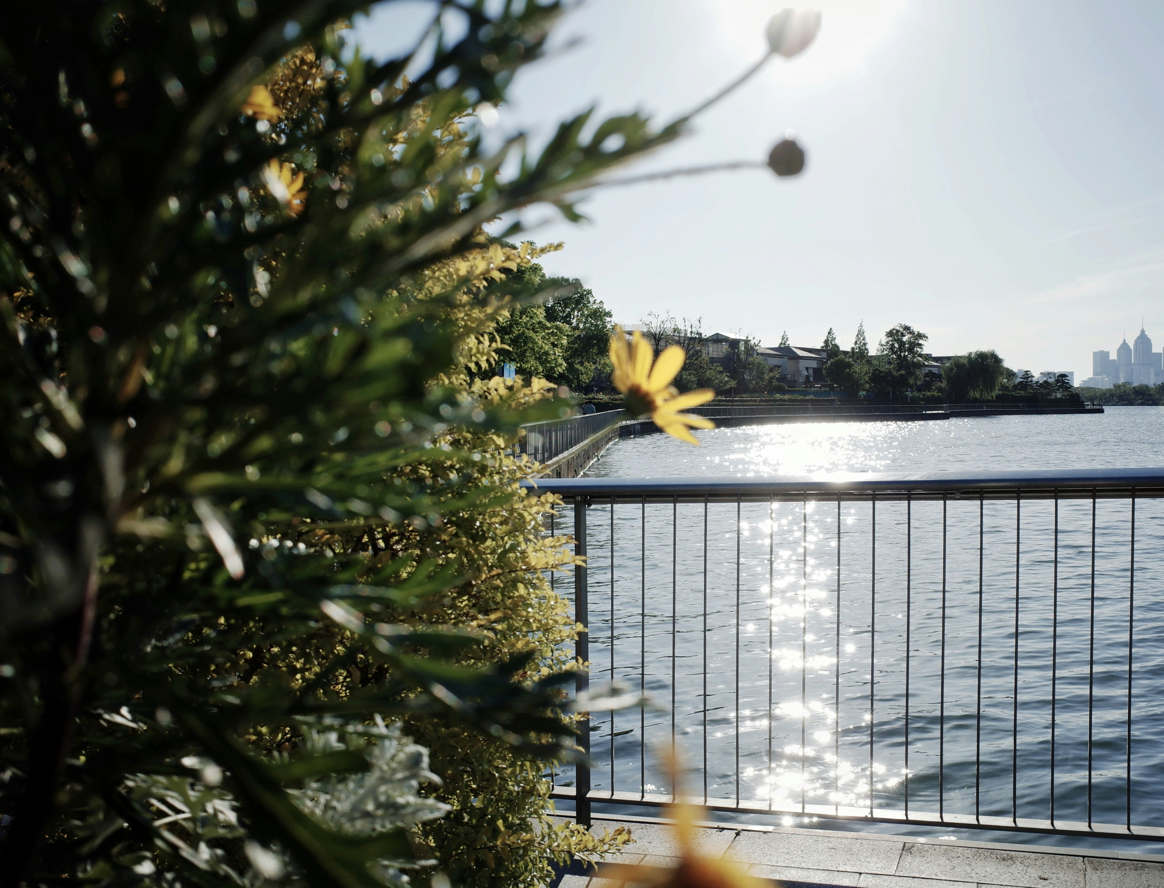Sunlit railing over a shimmering lake framed by foreground flora