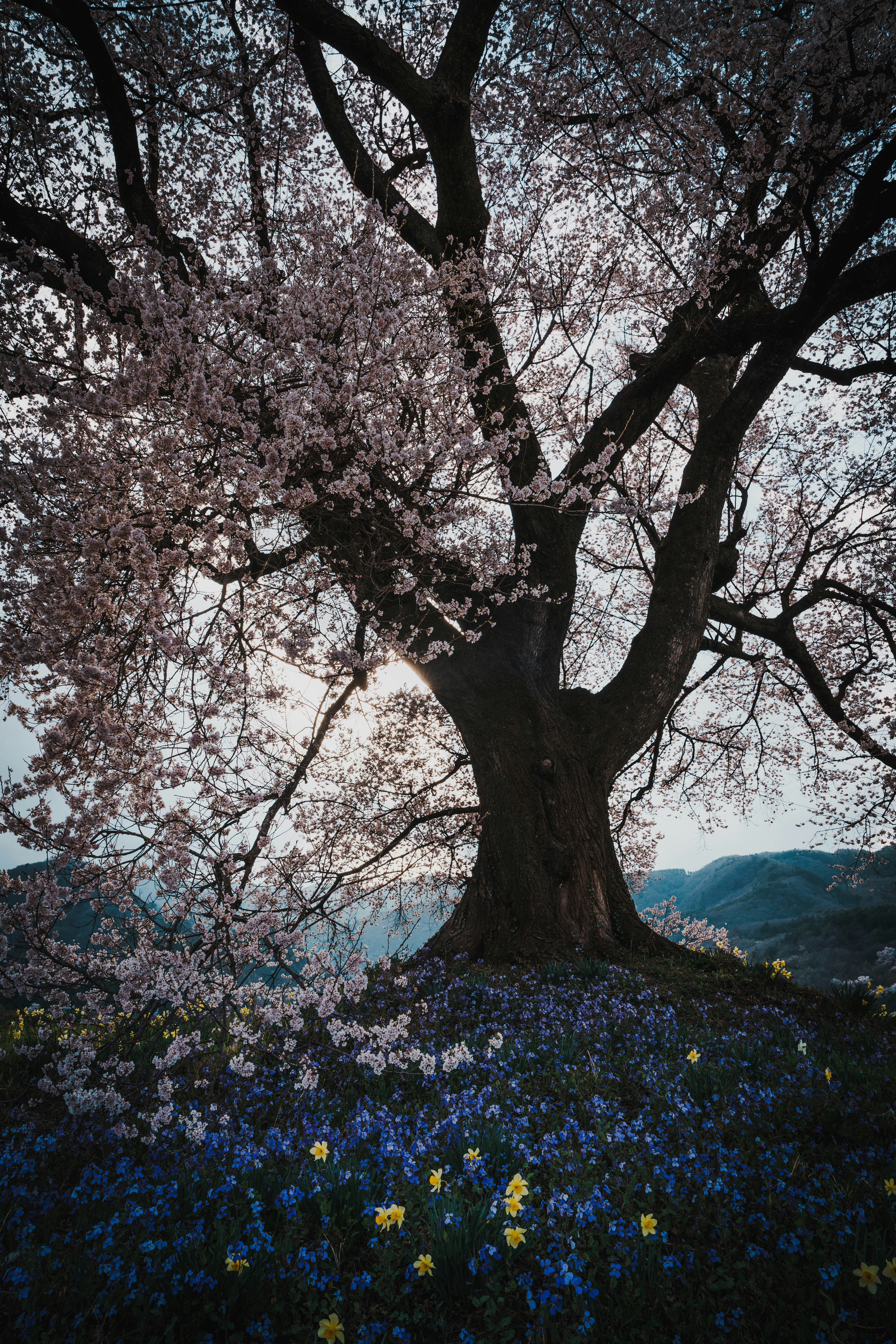 Blossoms Beneath an Ancient Sentinel
