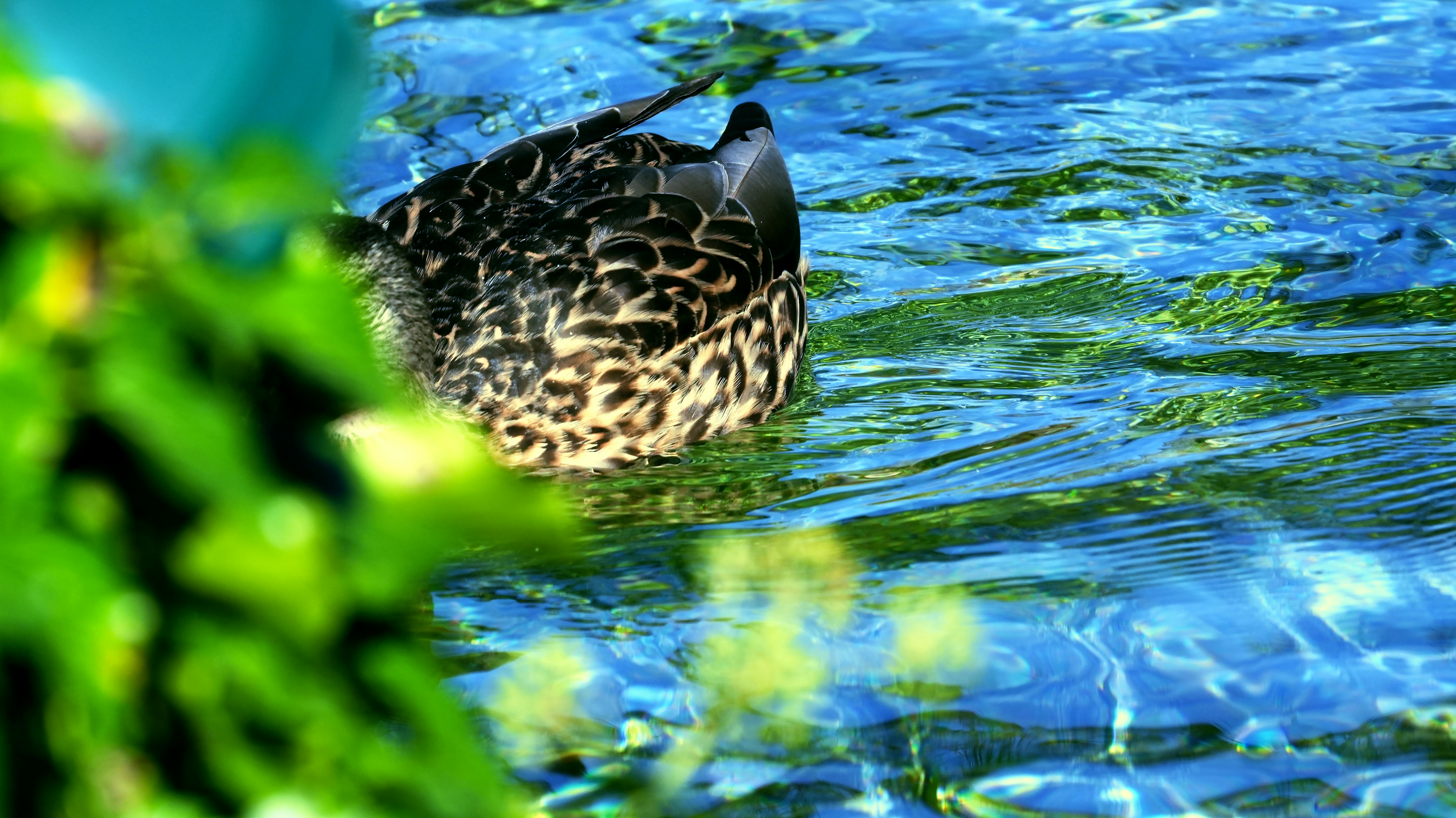 Hidden Pearl of the Pond: A Quiet Mallard Submerged in Rippling Light