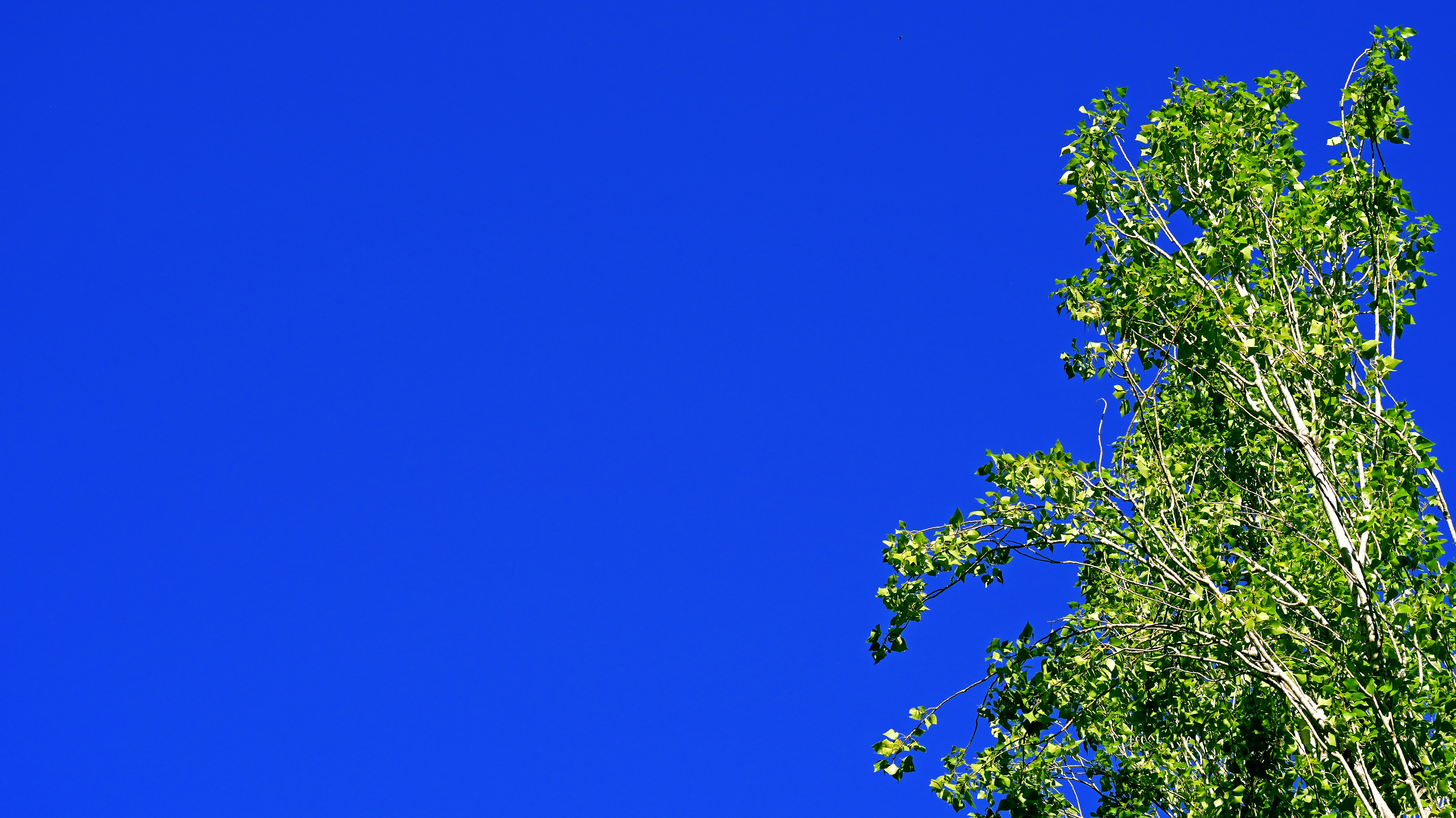 Vertical Green: A Pop of Life Against Ultra-Blue Sky