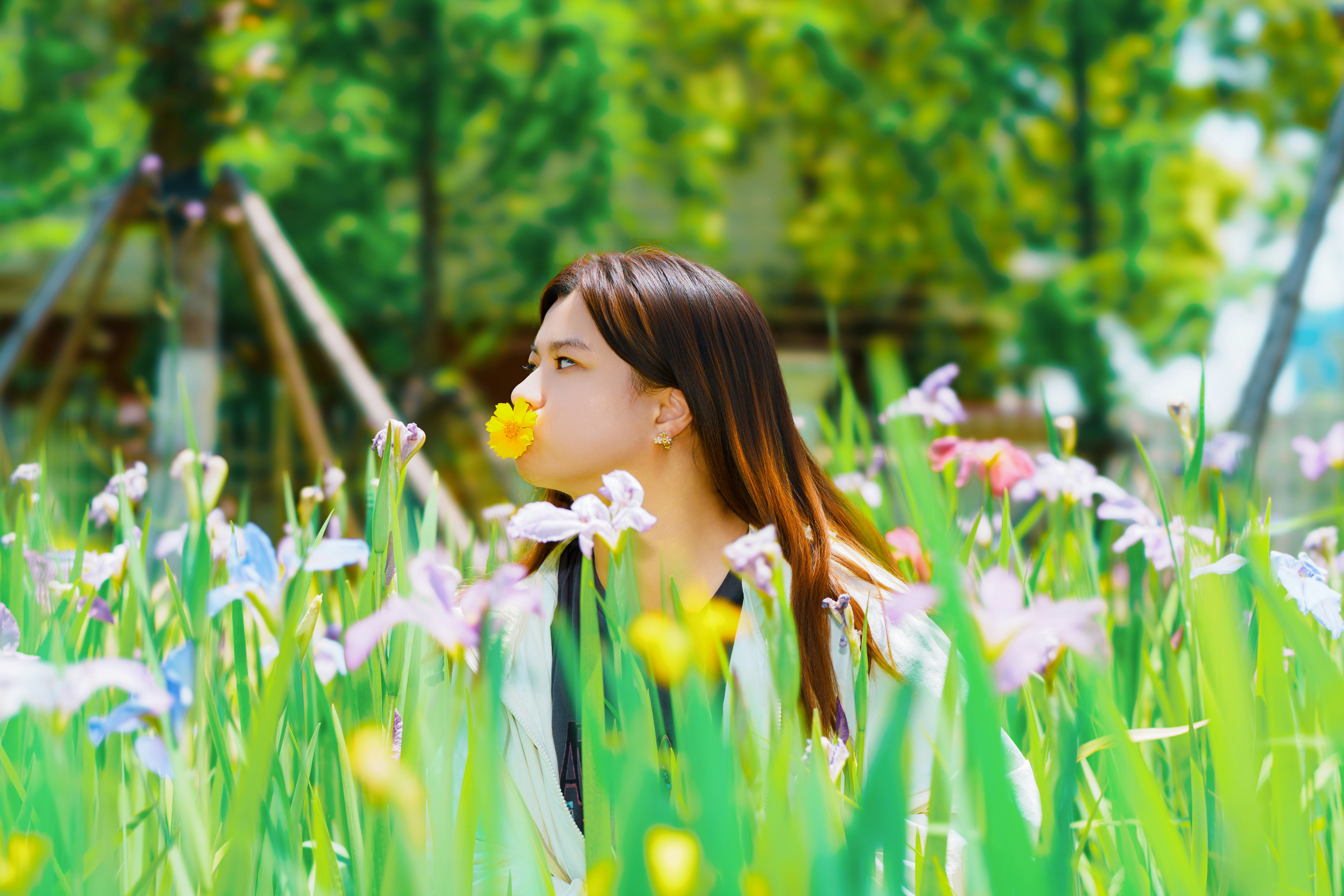 Soft-focused Iris: A Laughing Moment Among Spring Irises