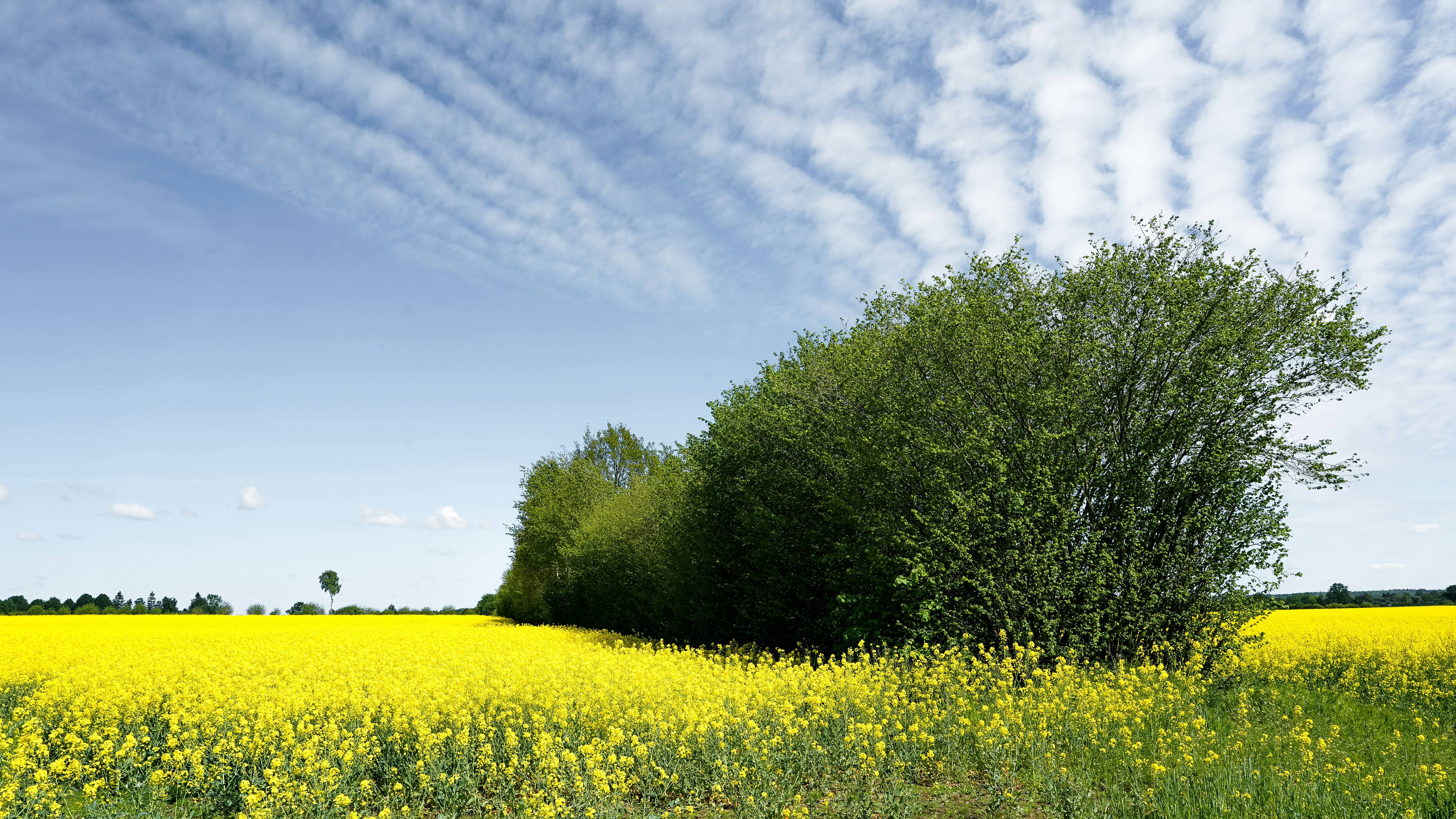Field of Golden Canola Fringed by a Quiet Green Copse