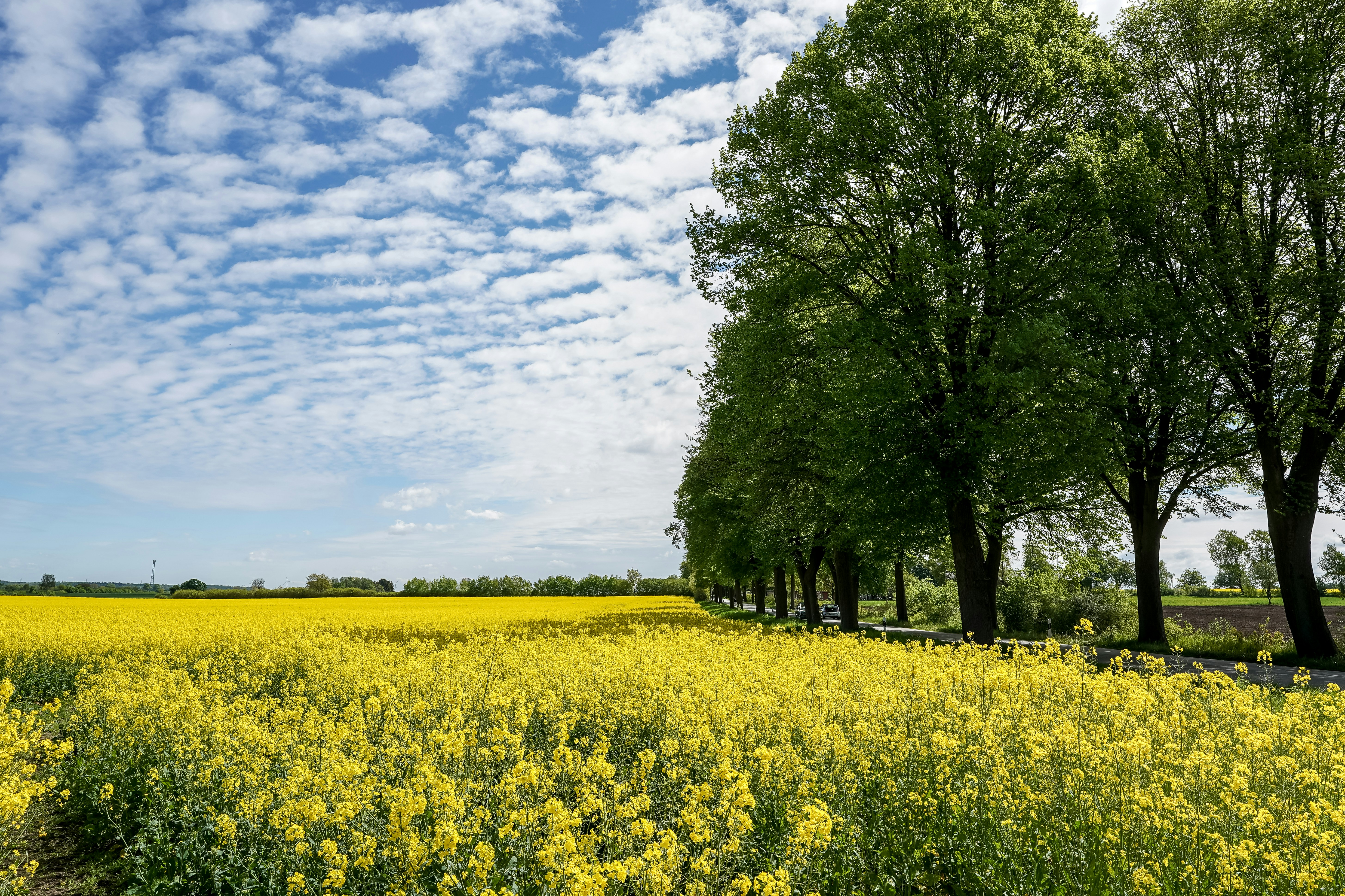 Row of Shade: A Field of Canola under a Dappled Sky