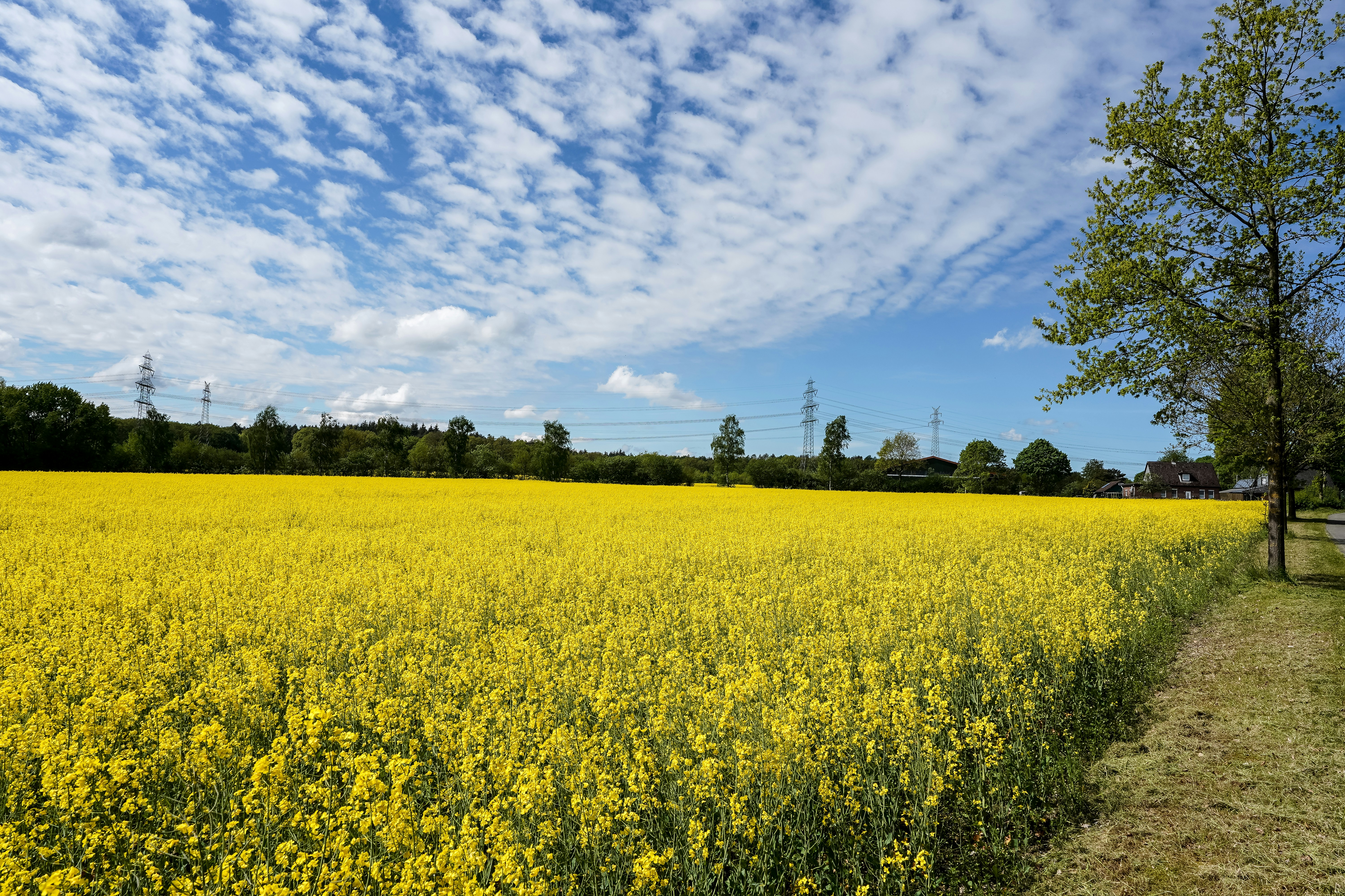 Canola Sea Under a Sky of Dappled Clouds