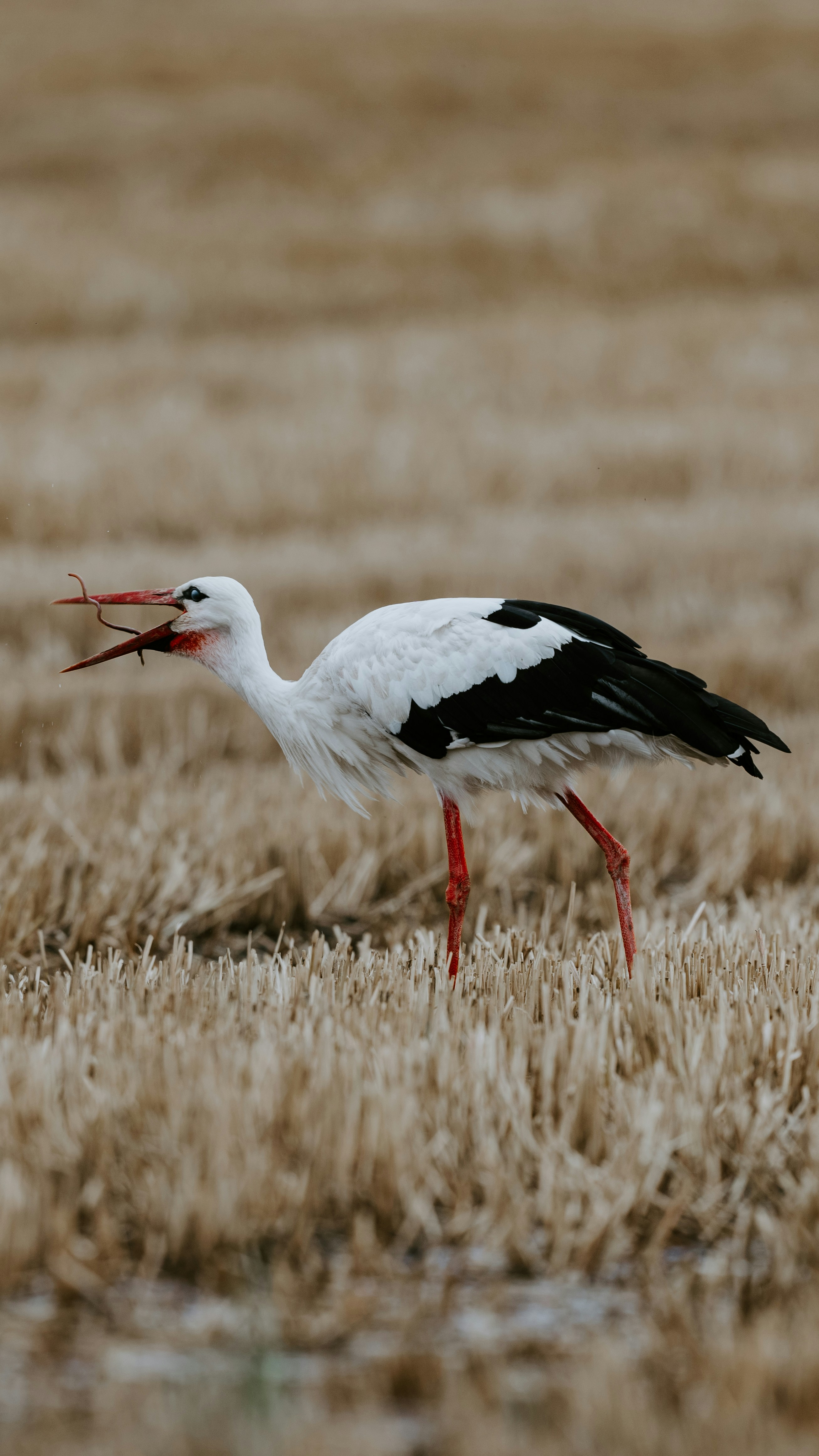 Red-legged Stilt in a Seared Field: A Stance of Hunger