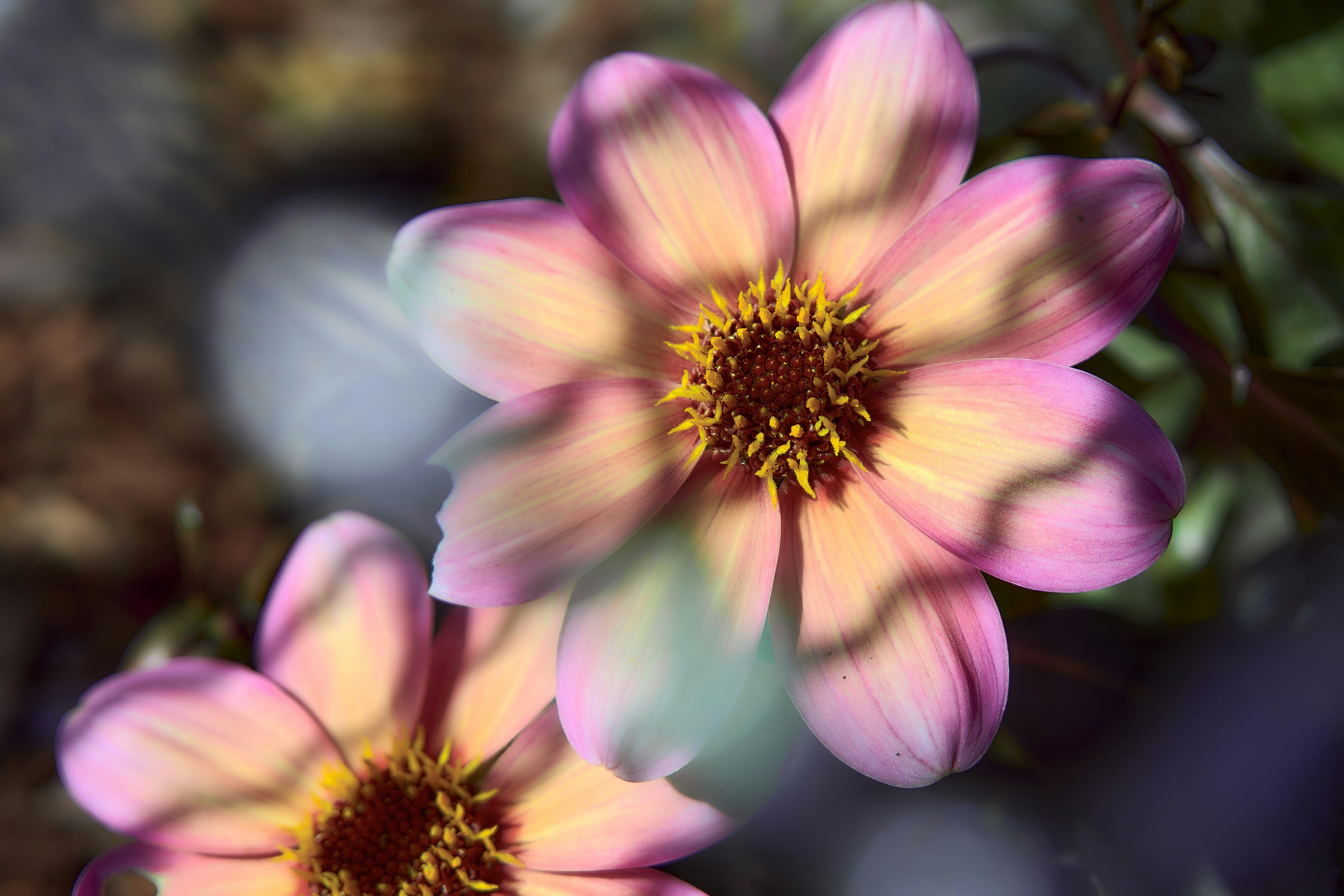 Blossoms in soft focus: a sunlit duo of daisies