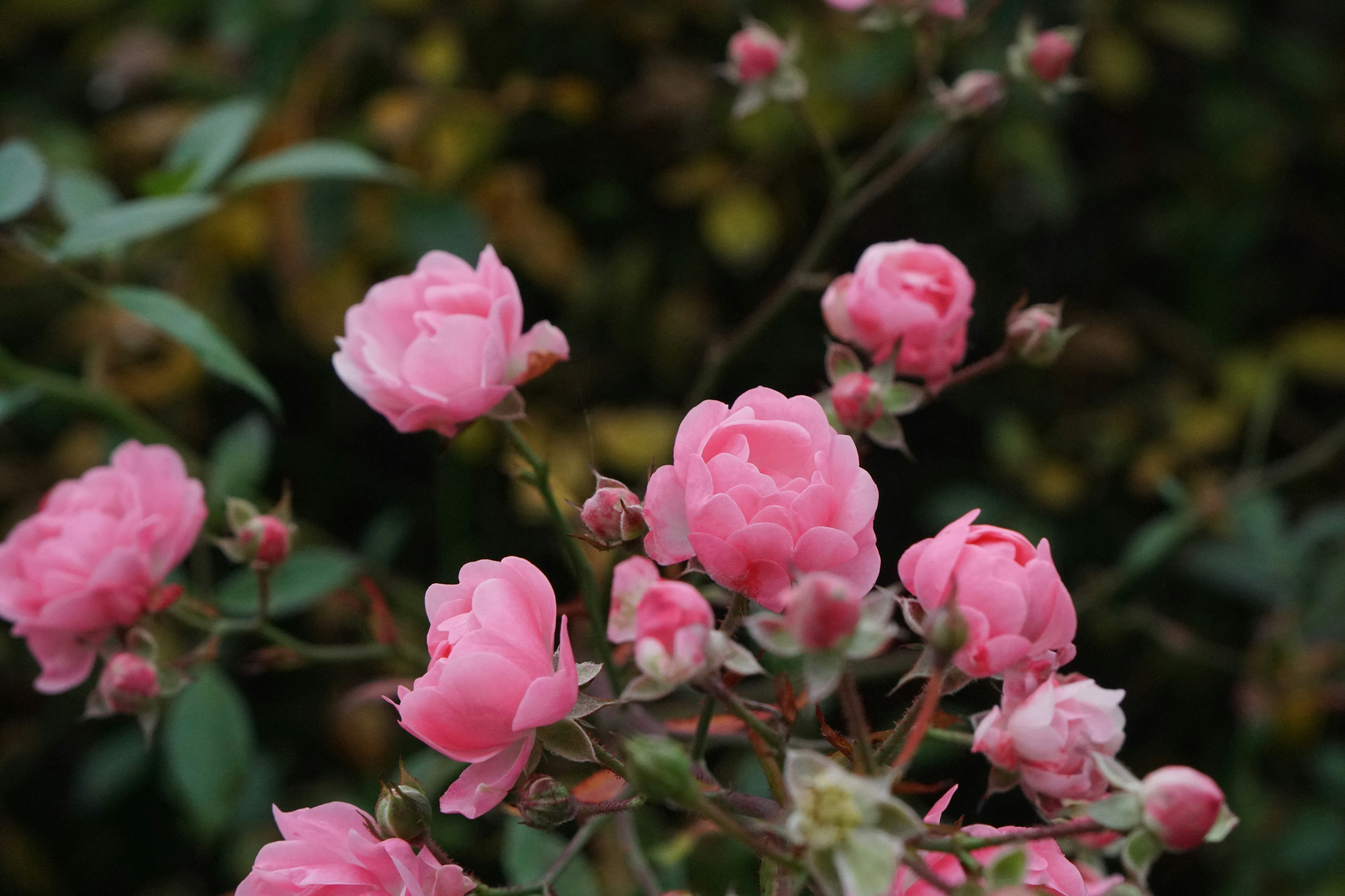 Pink Rose Cluster in Soft Garden Light