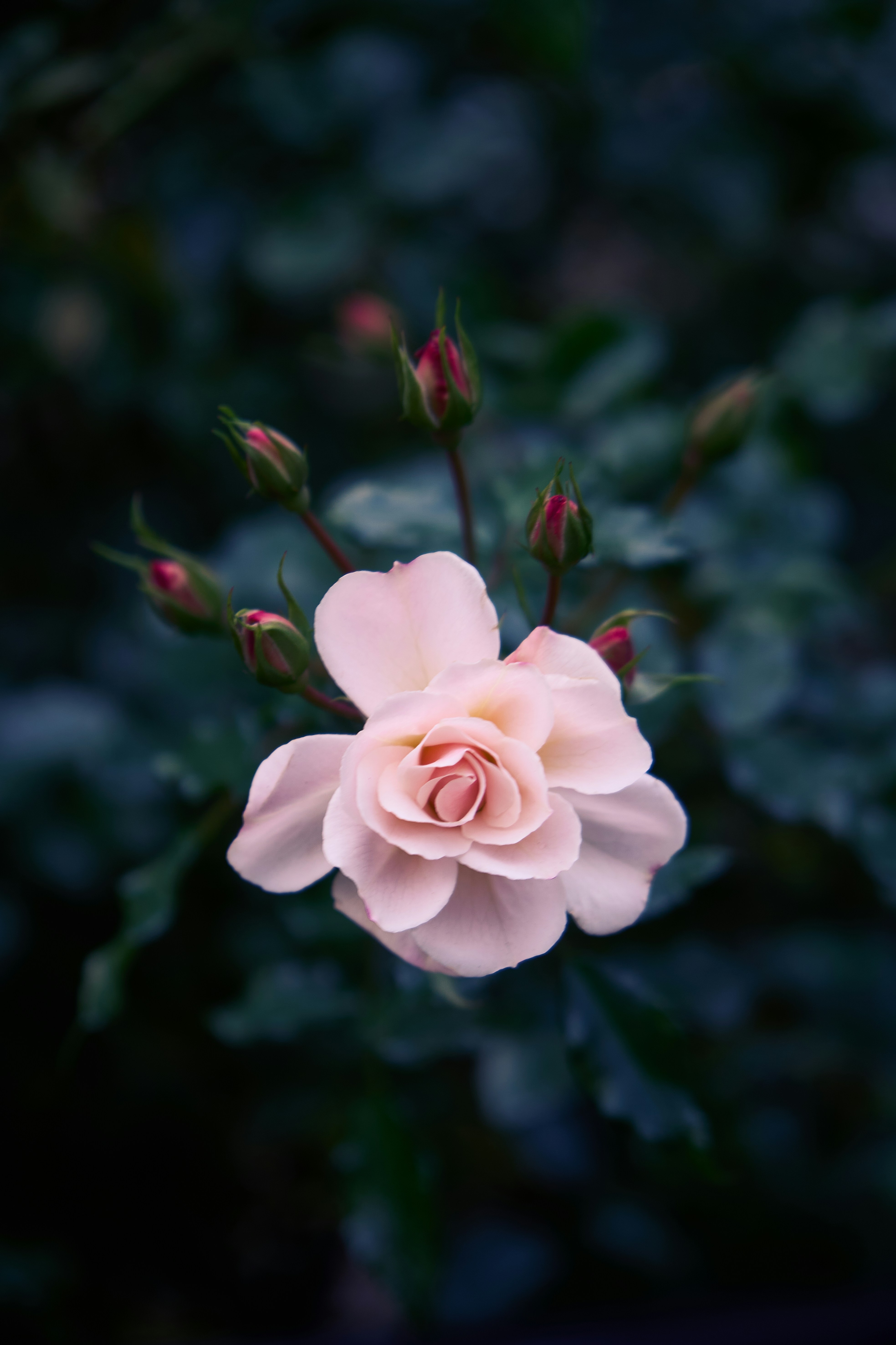 Soft-Pink Rose Centered in Quiet Evening Garden