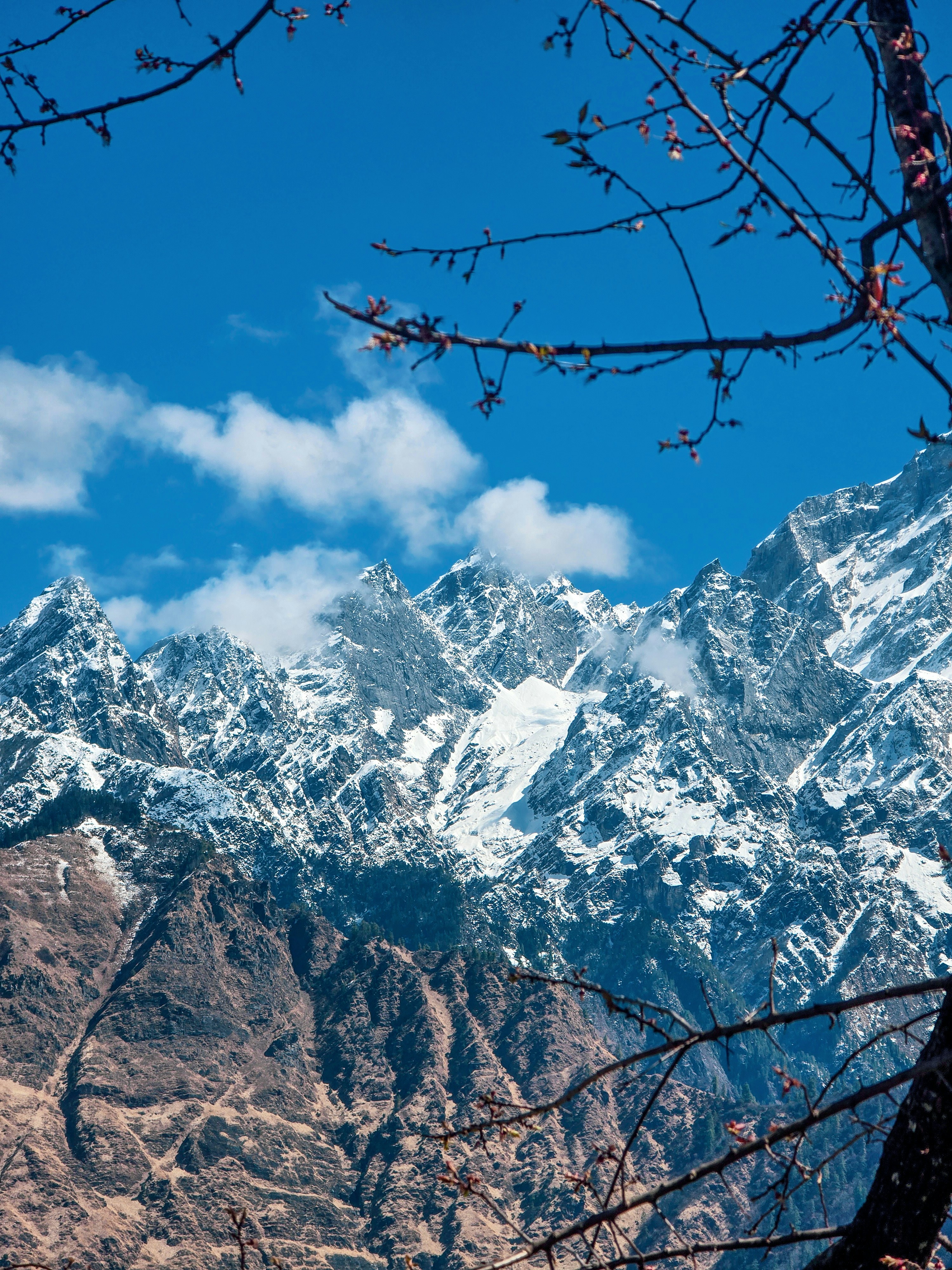 Snowcapped Ridge Framed by Spring Branches