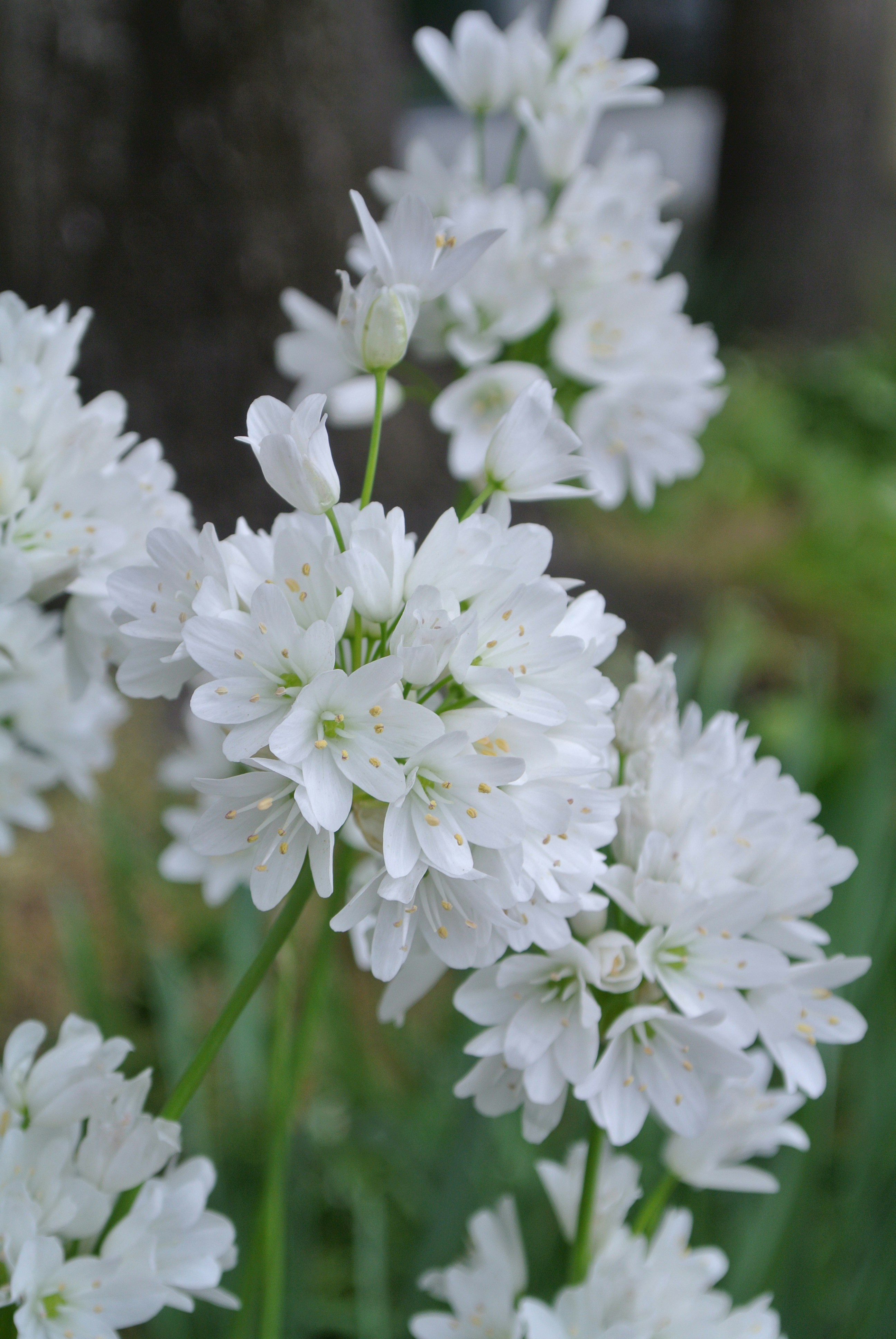 White floral cascade framed by a blurred garden backdrop