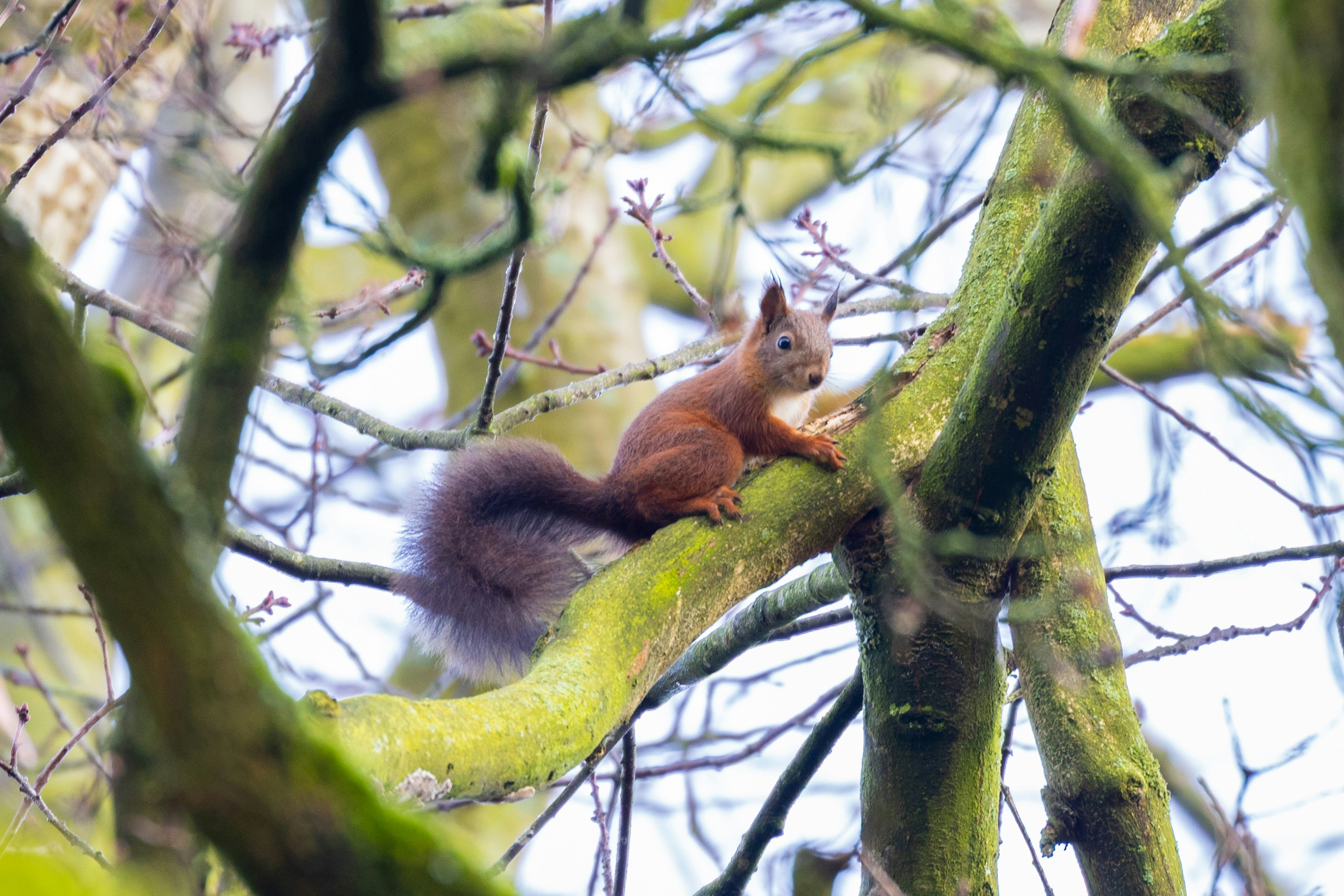 Red Squirrel Stretched Along Mossy Branches