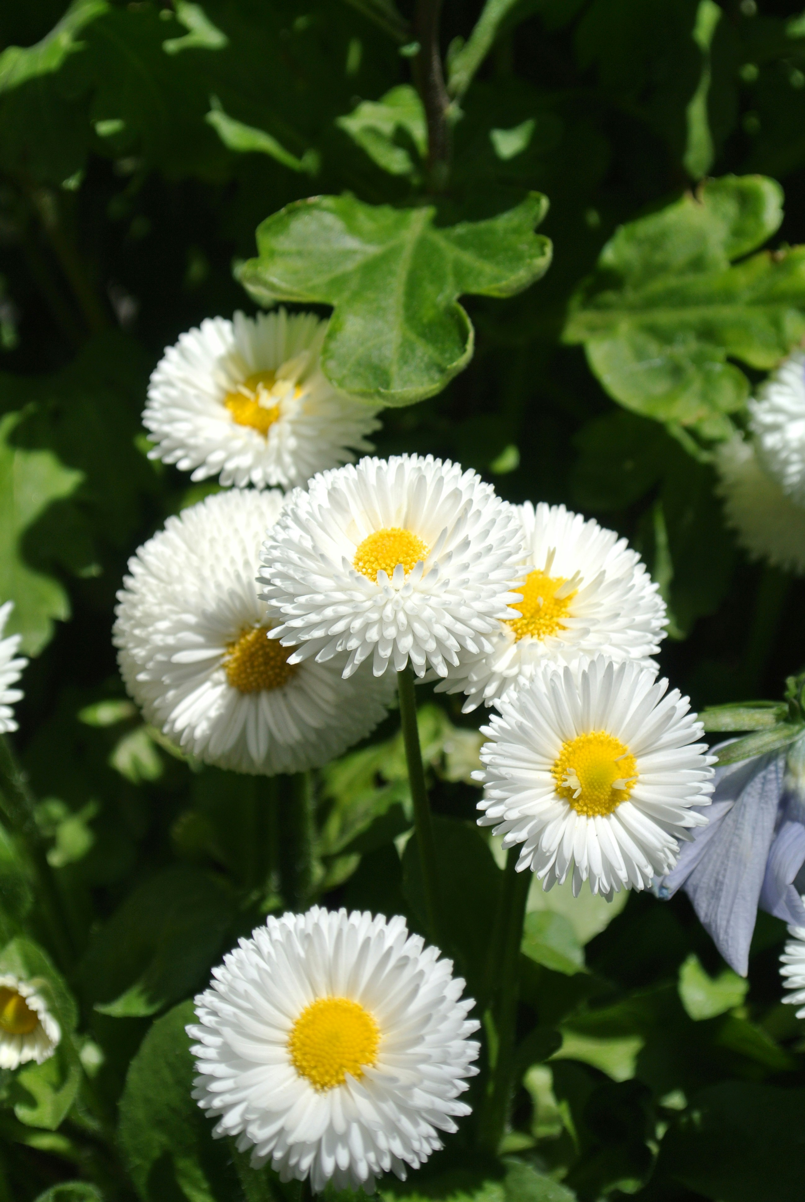 White daisies with bright yellow centers cluster in sunlit garden