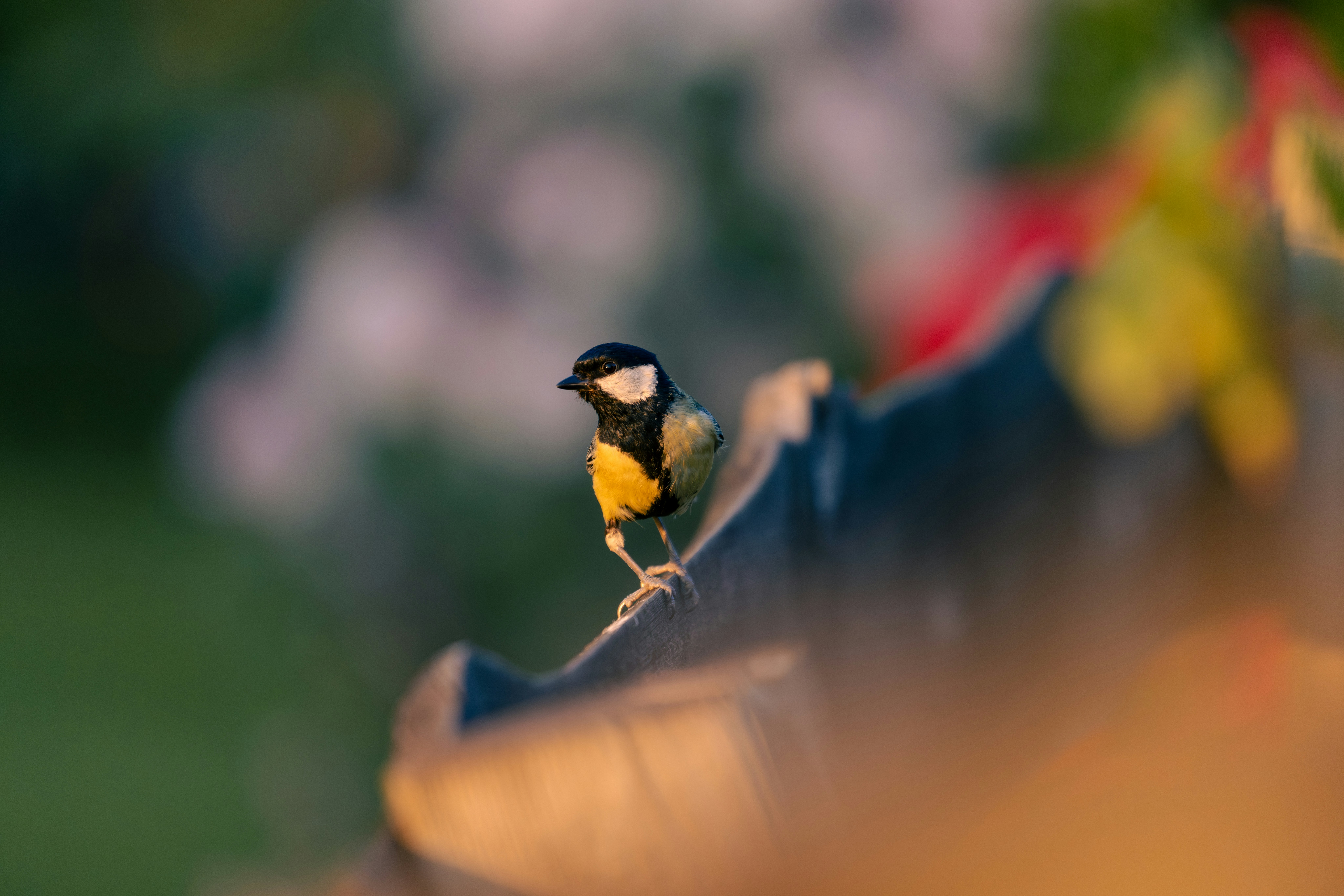 Yellow-breasted Warbler on a sunlit fence edge