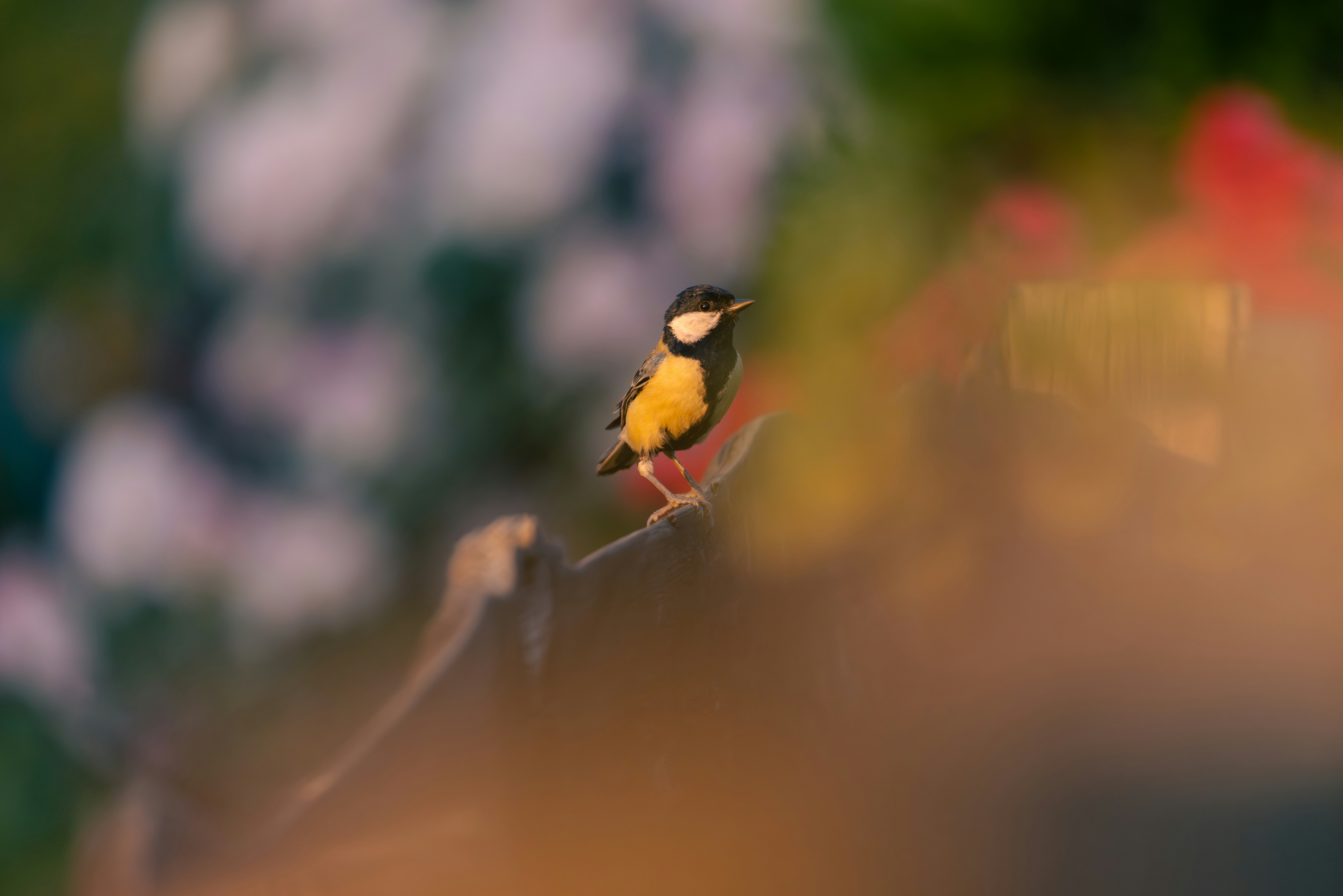 Golden Yellow Warbler on a Velvet Branch