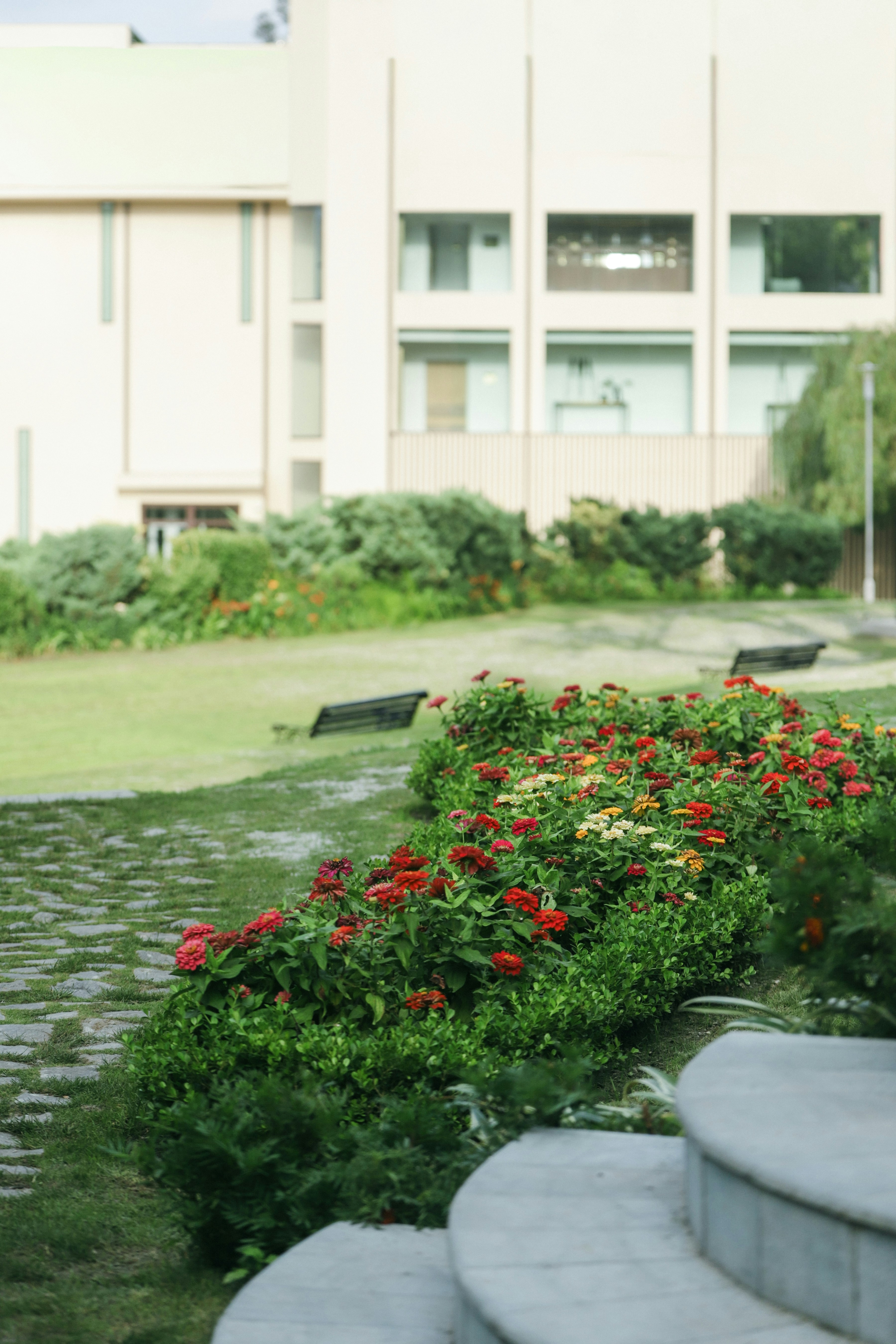 Garden Path of Red Blooms Beside a Modern Facade