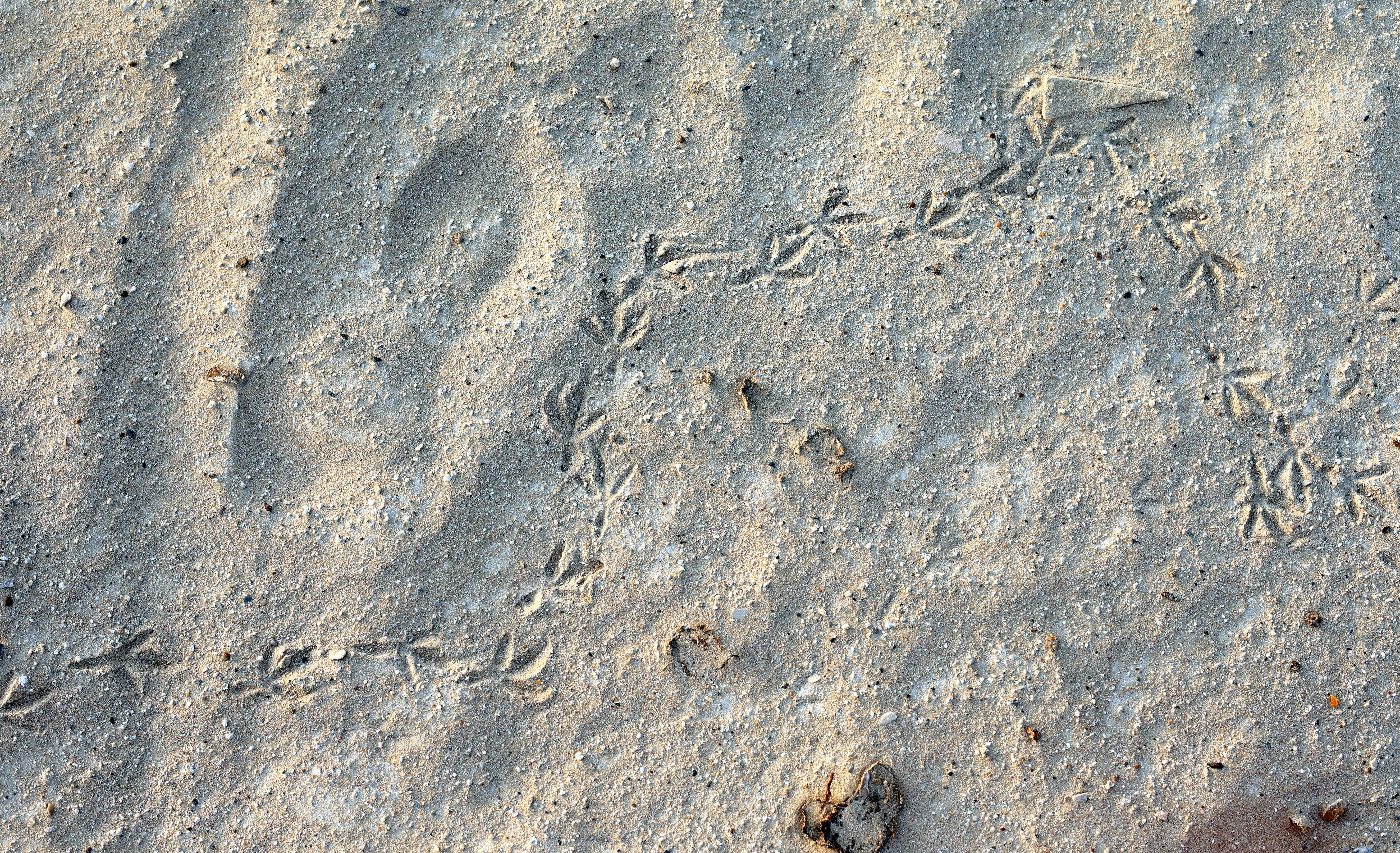 Footpath of Waves: Traced Trails in Wind-Swept Sand