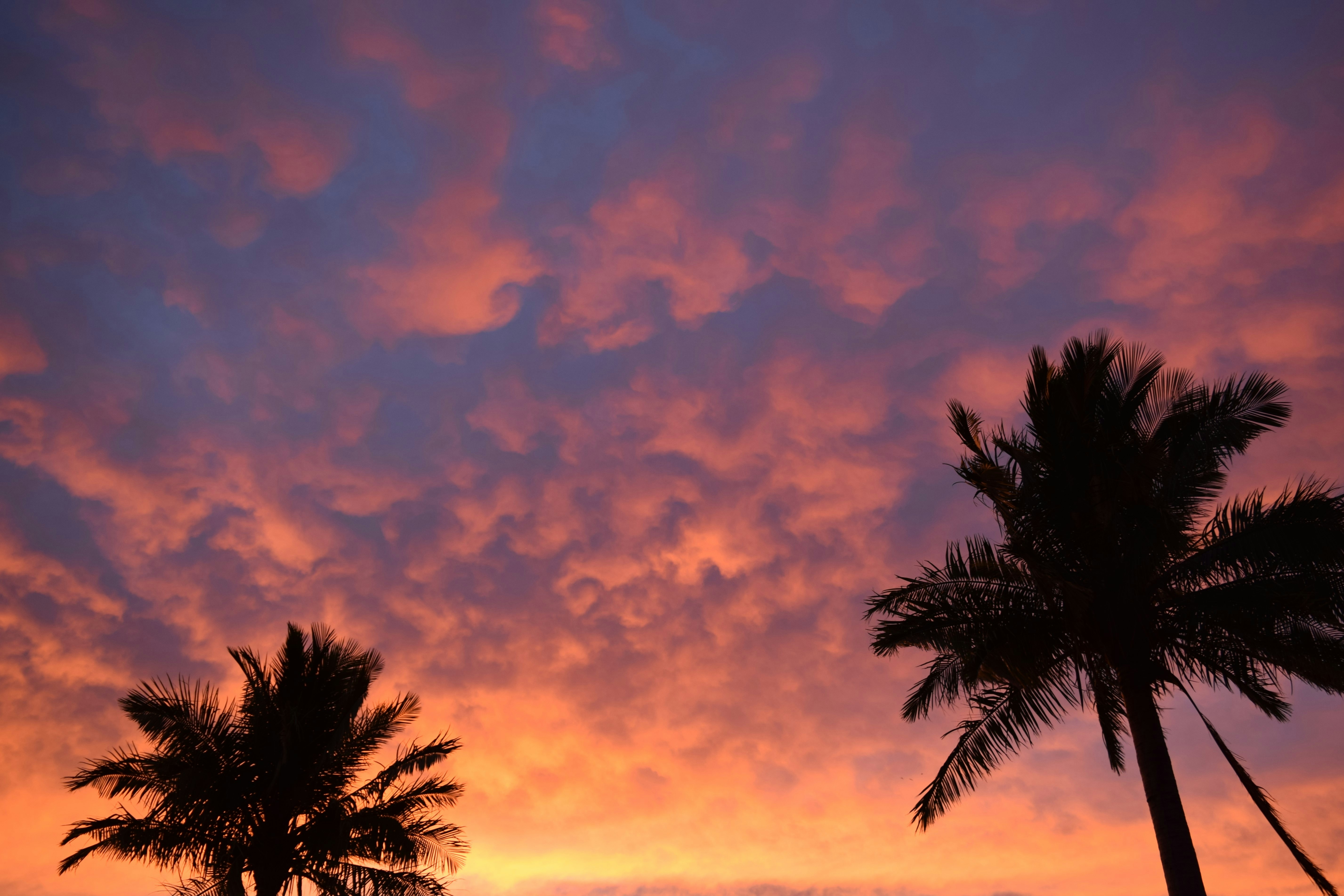 Silhouetted Palm Duo Beneath a Fiery Twilight Sky