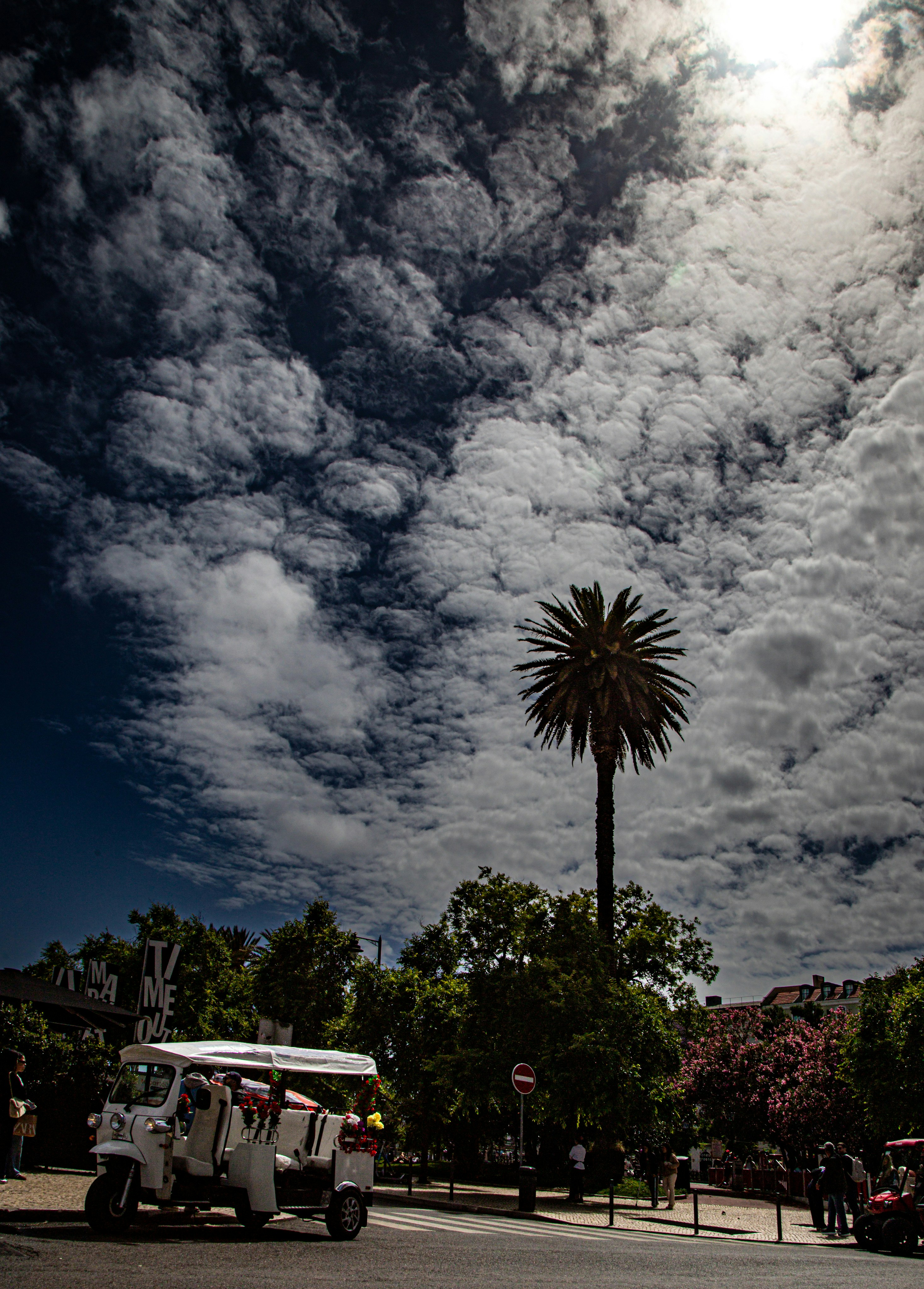 Palm Sentinel Under a Sky of Rippled Clouds